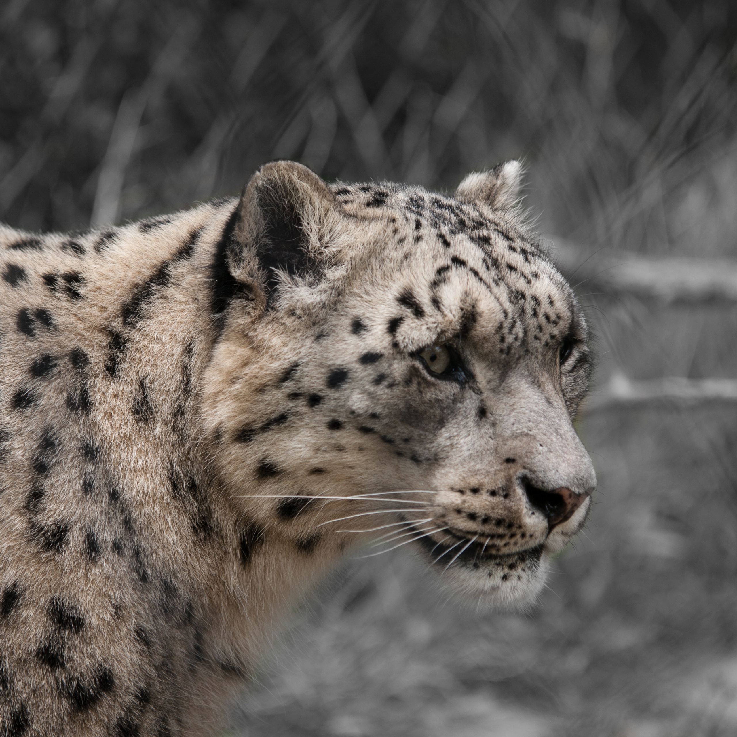 Snow Leopard 4k Wallpapers - Wallpaper Cave