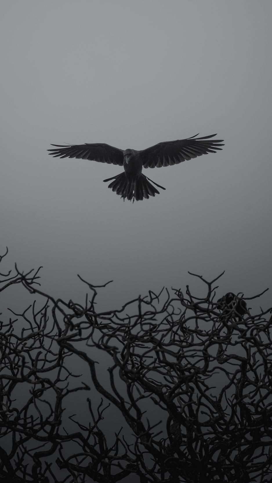 Flying Crows Wallpapers - Wallpaper Cave