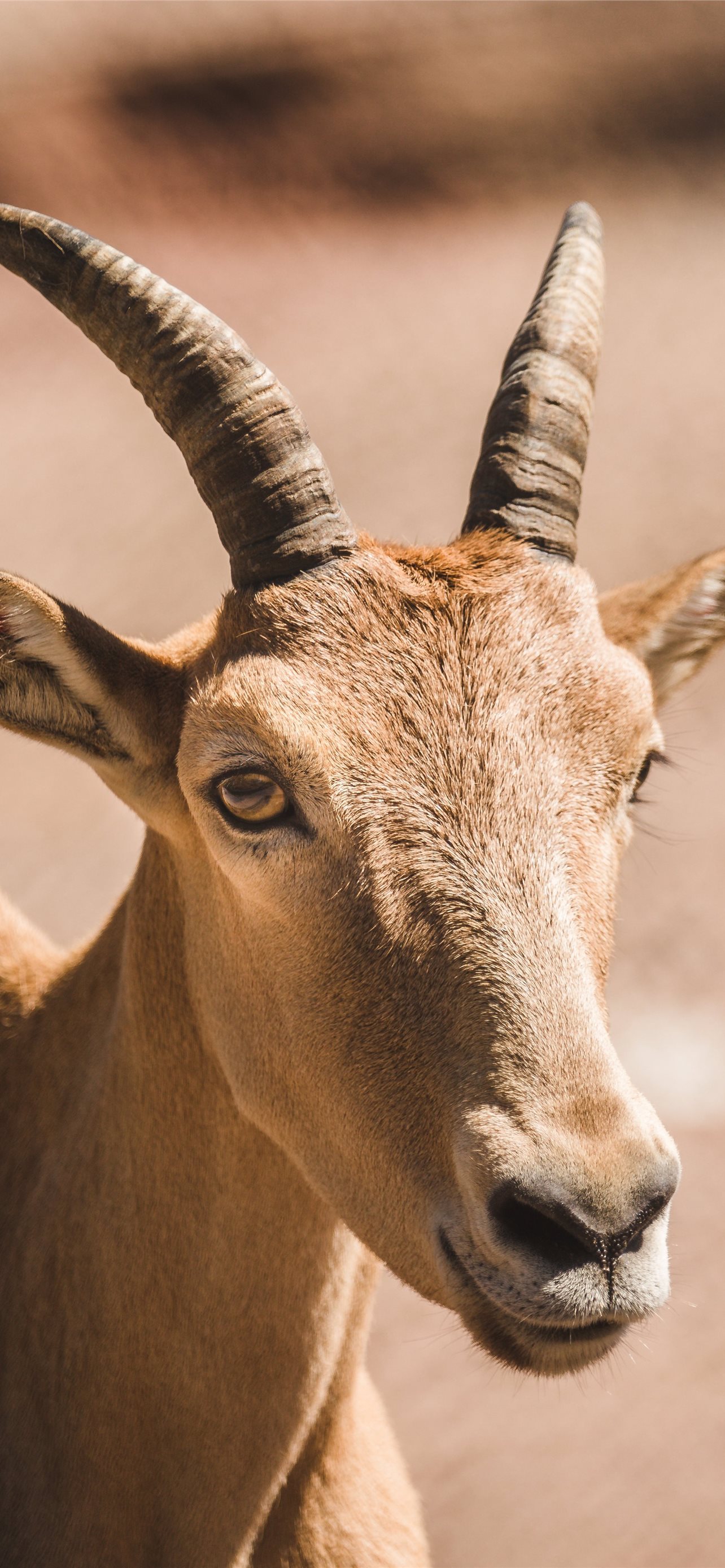 Goat Phone Wallpapers - Wallpaper Cave