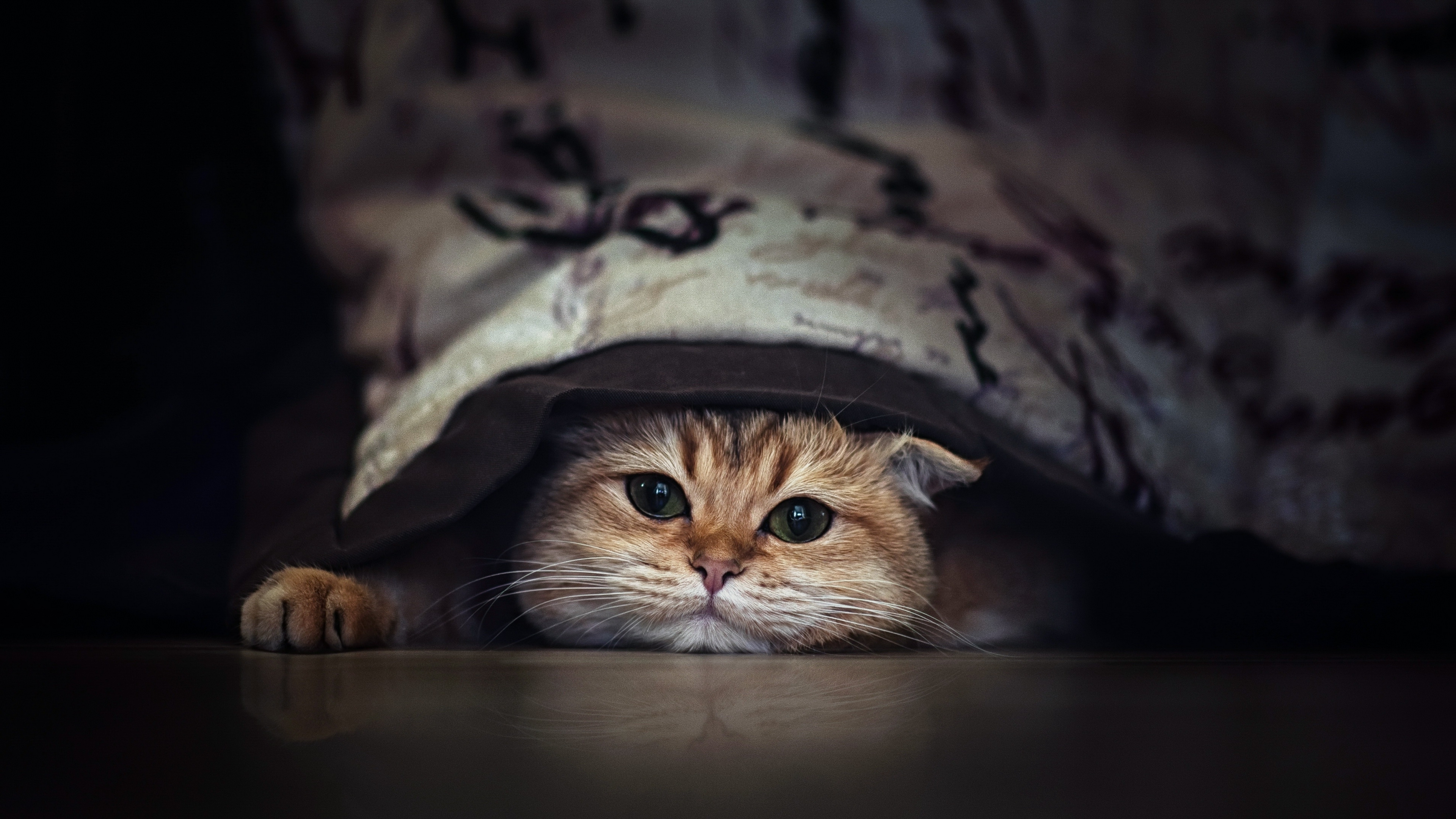 4k Cute Cat Wallpapers - Wallpaper Cave