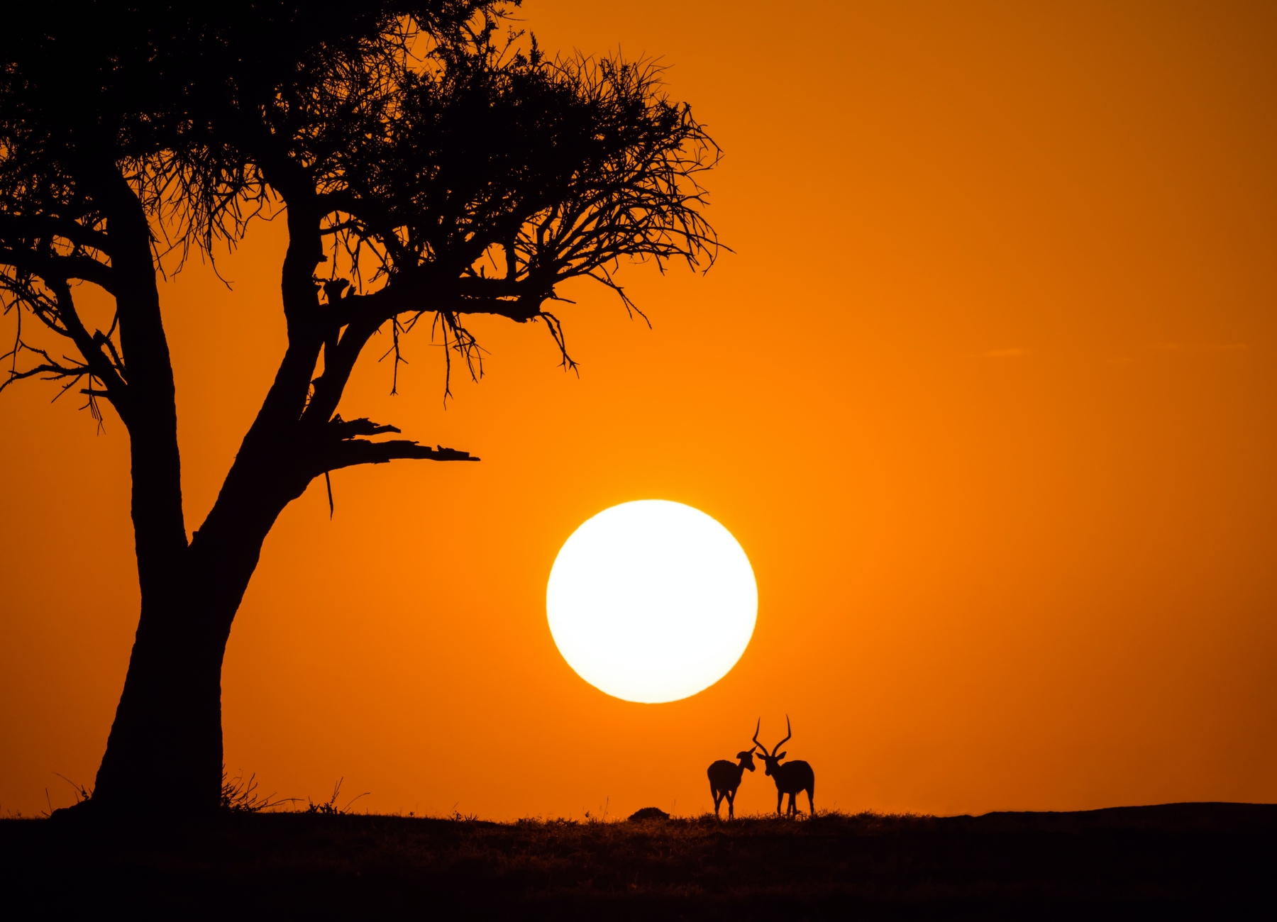 African Safari Sunset Wallpaper