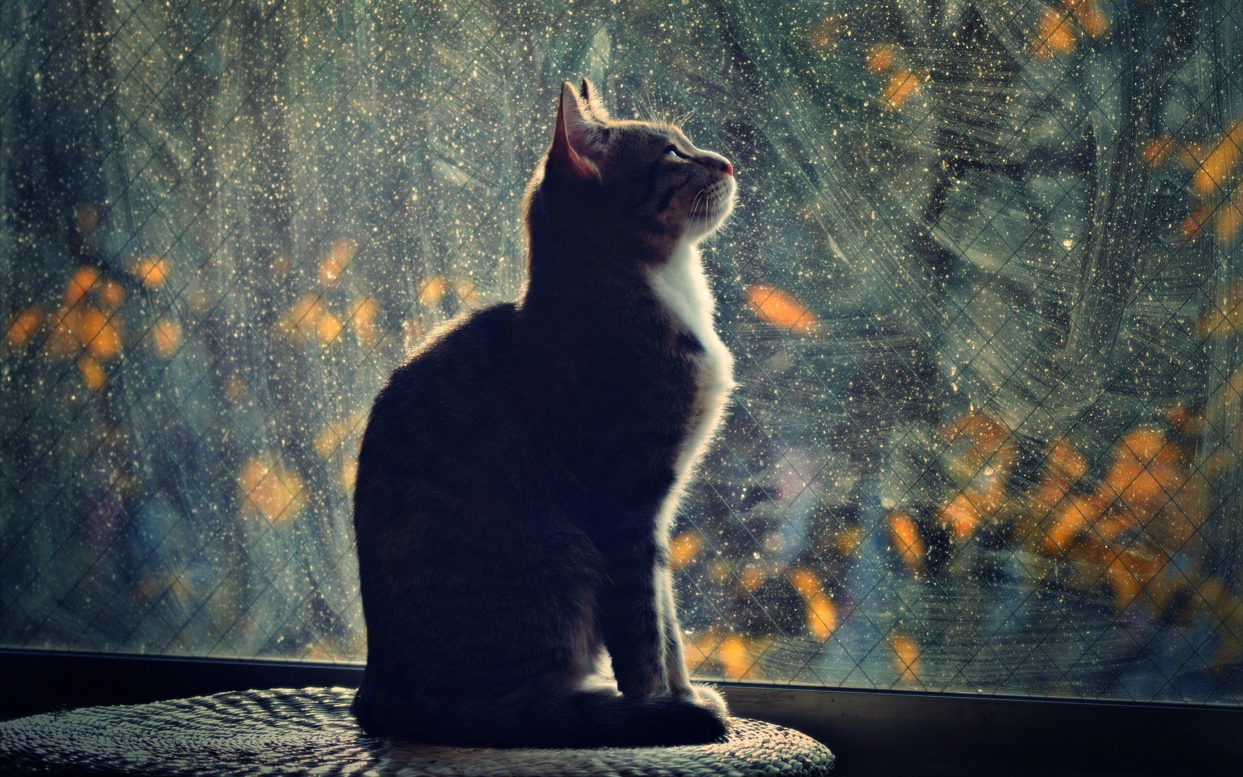Cat Window Wallpapers - Wallpaper Cave