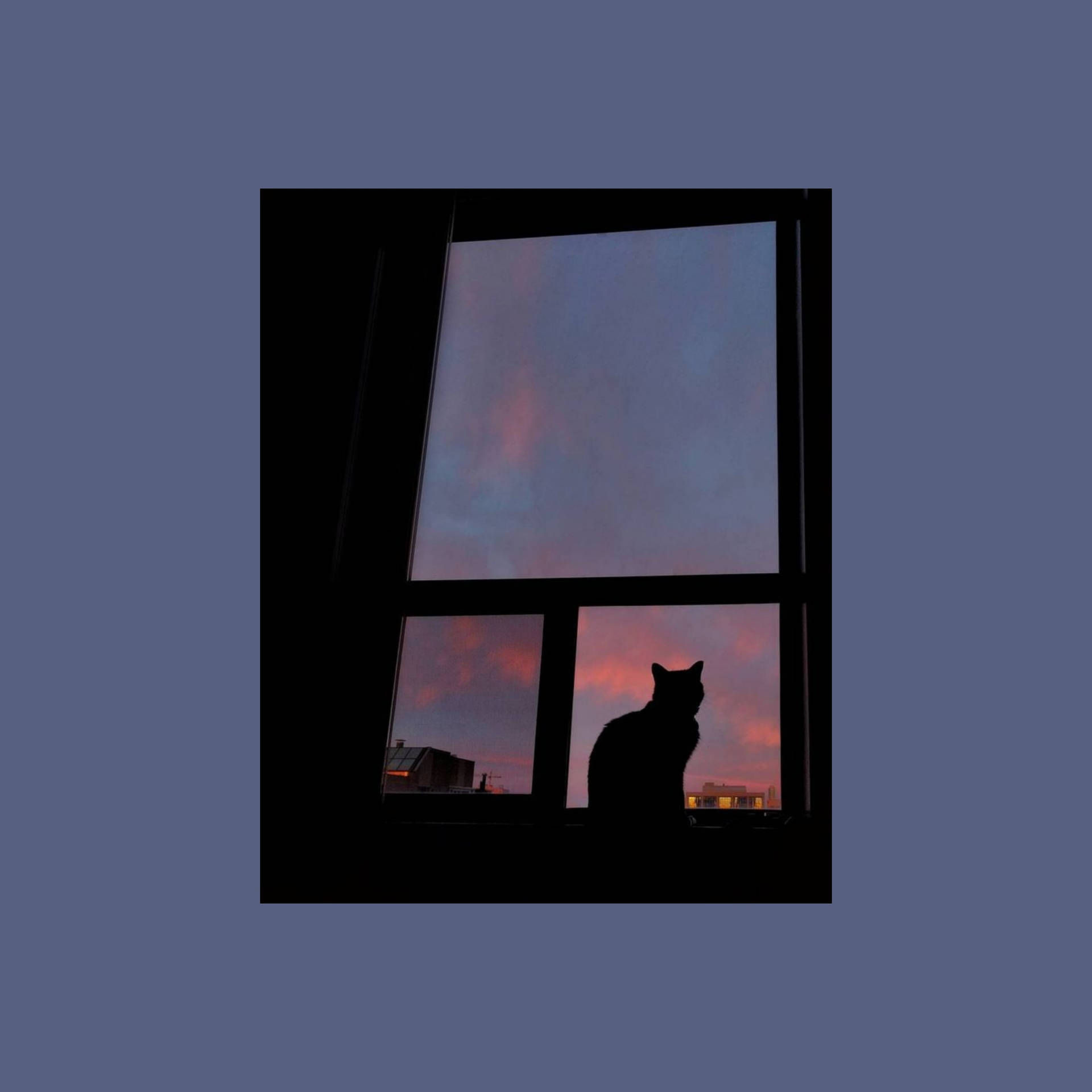 Cat Window Wallpapers - Wallpaper Cave