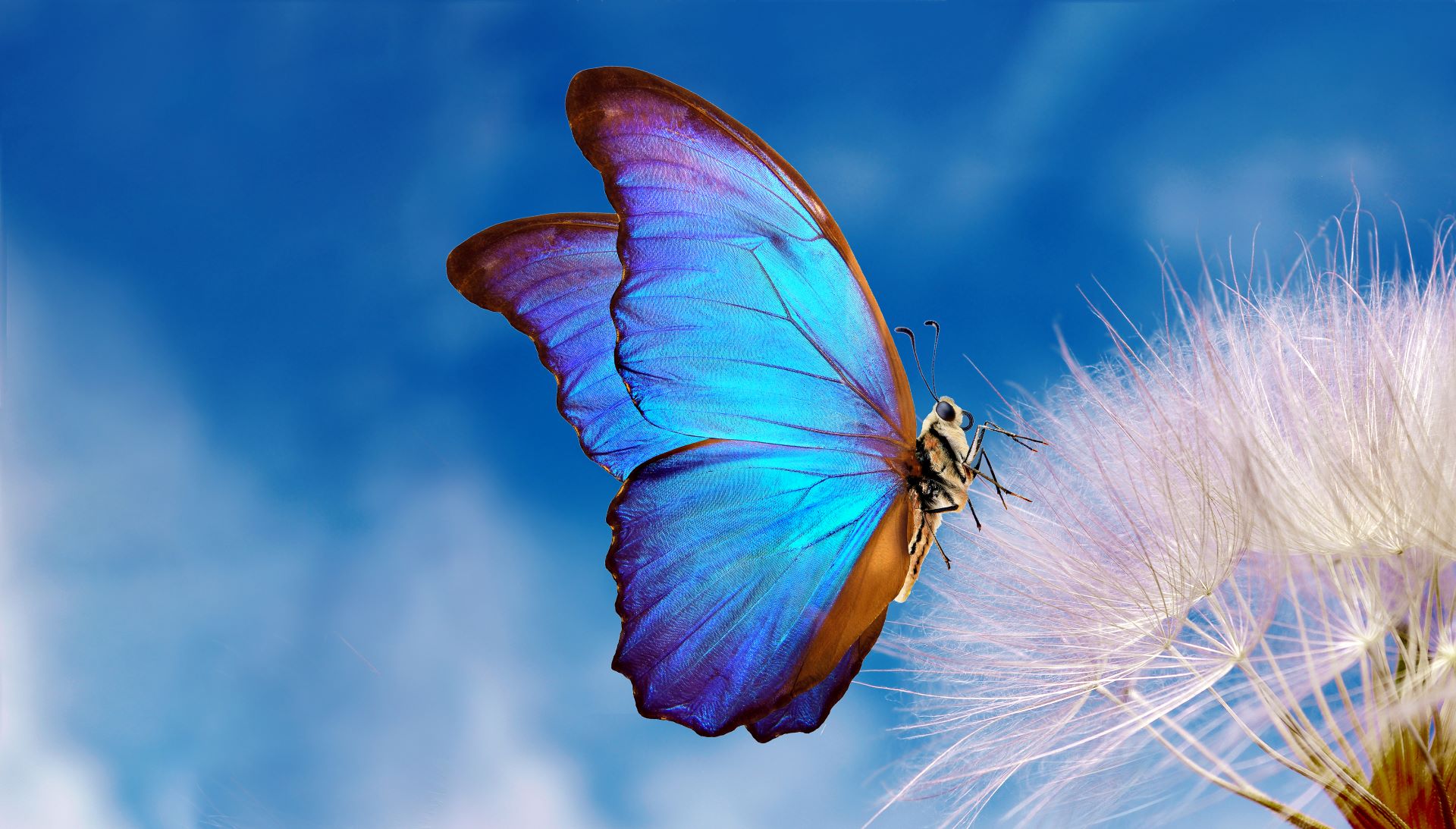 Dandelion With Butterfly Wallpapers - Wallpaper Cave