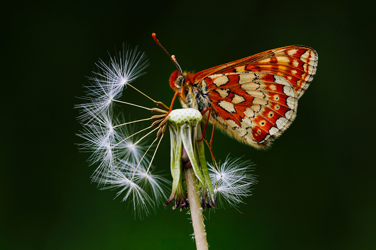 Dandelion With Butterfly Wallpapers - Wallpaper Cave