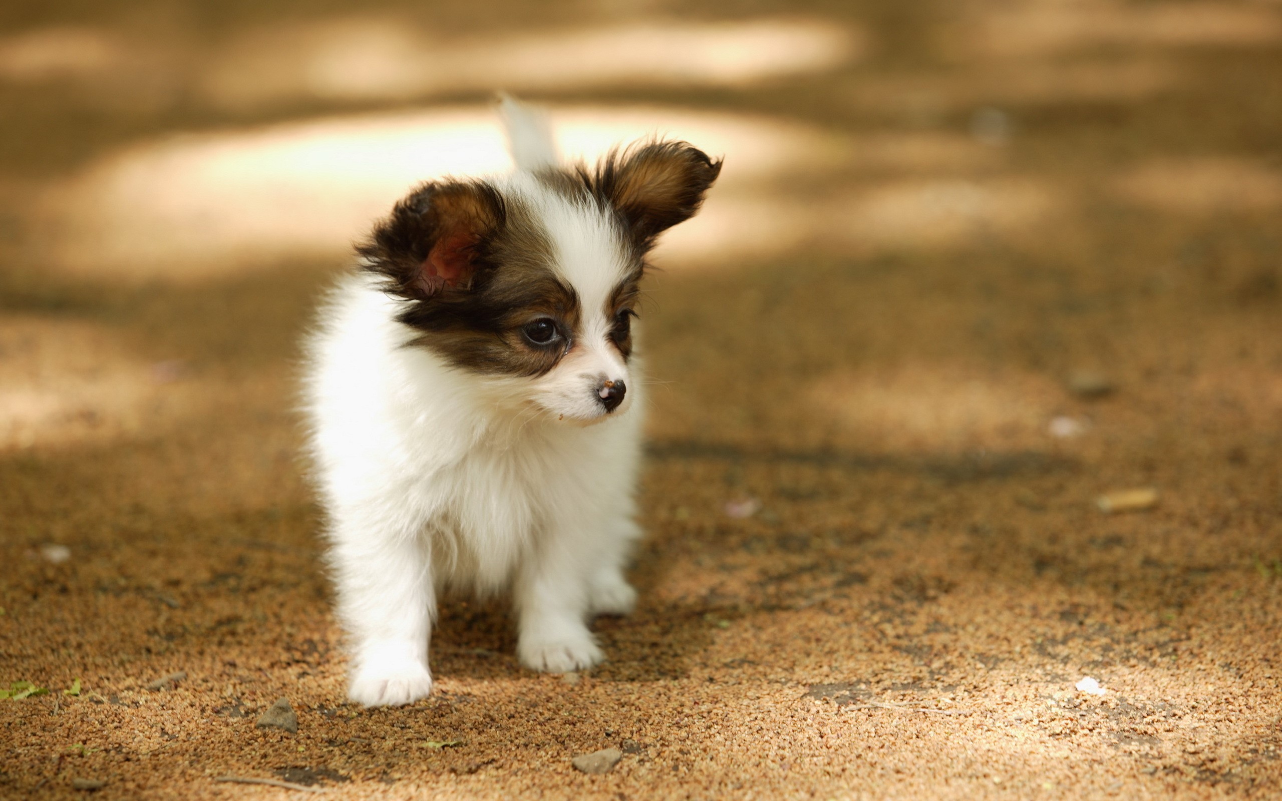 Papillon Dog Wallpapers - Wallpaper Cave