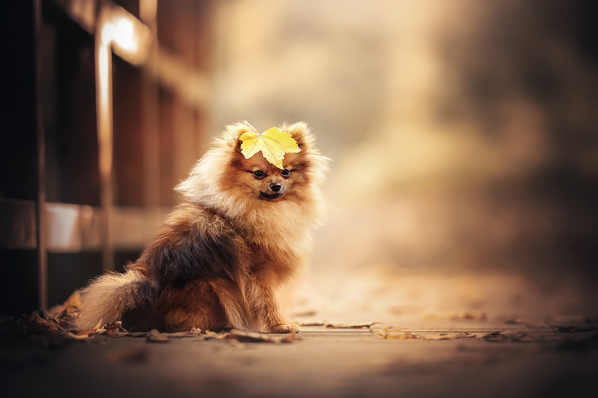 Papillon Dog Wallpapers - Wallpaper Cave