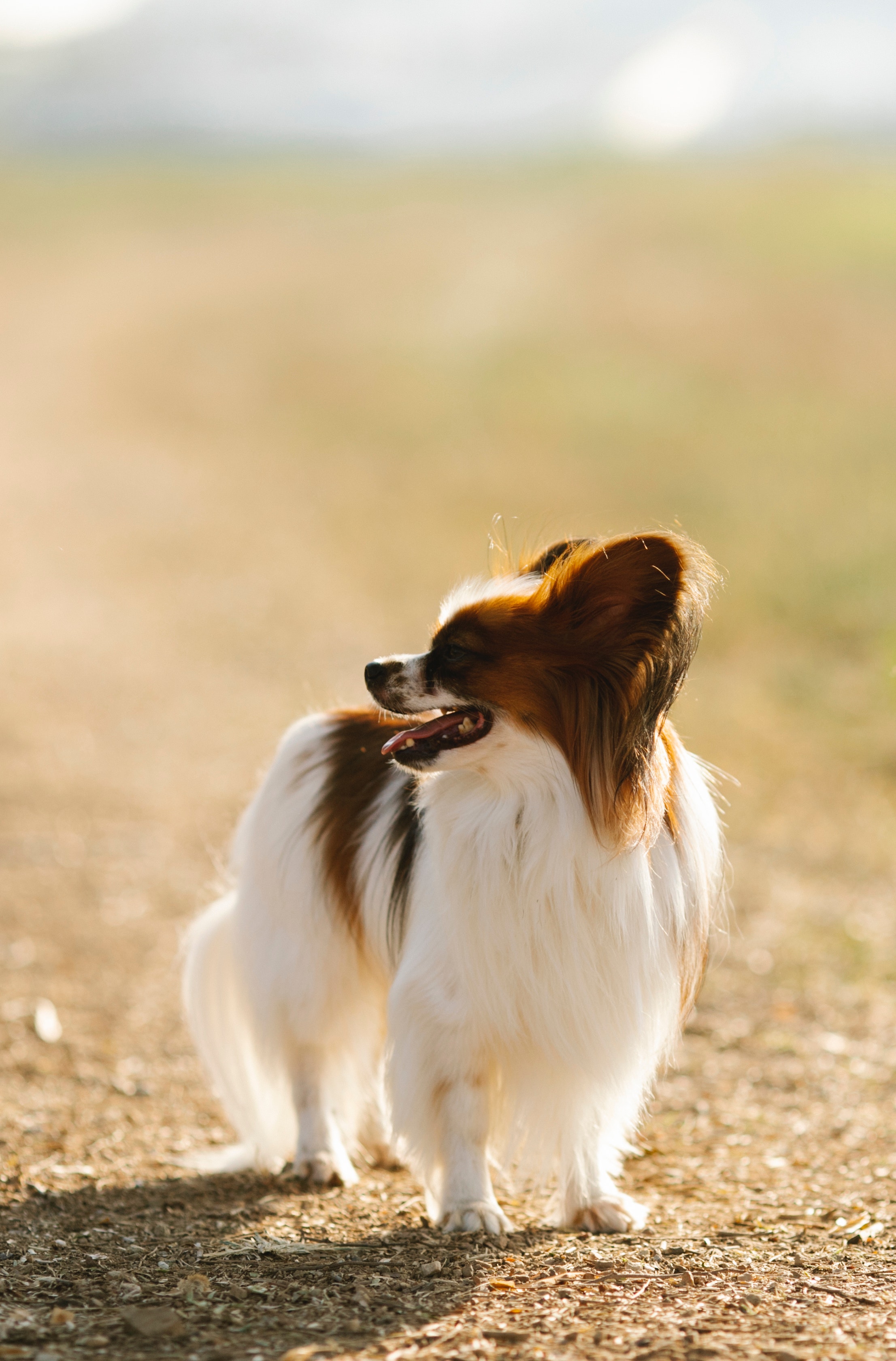 Papillon Dog Wallpapers - Wallpaper Cave