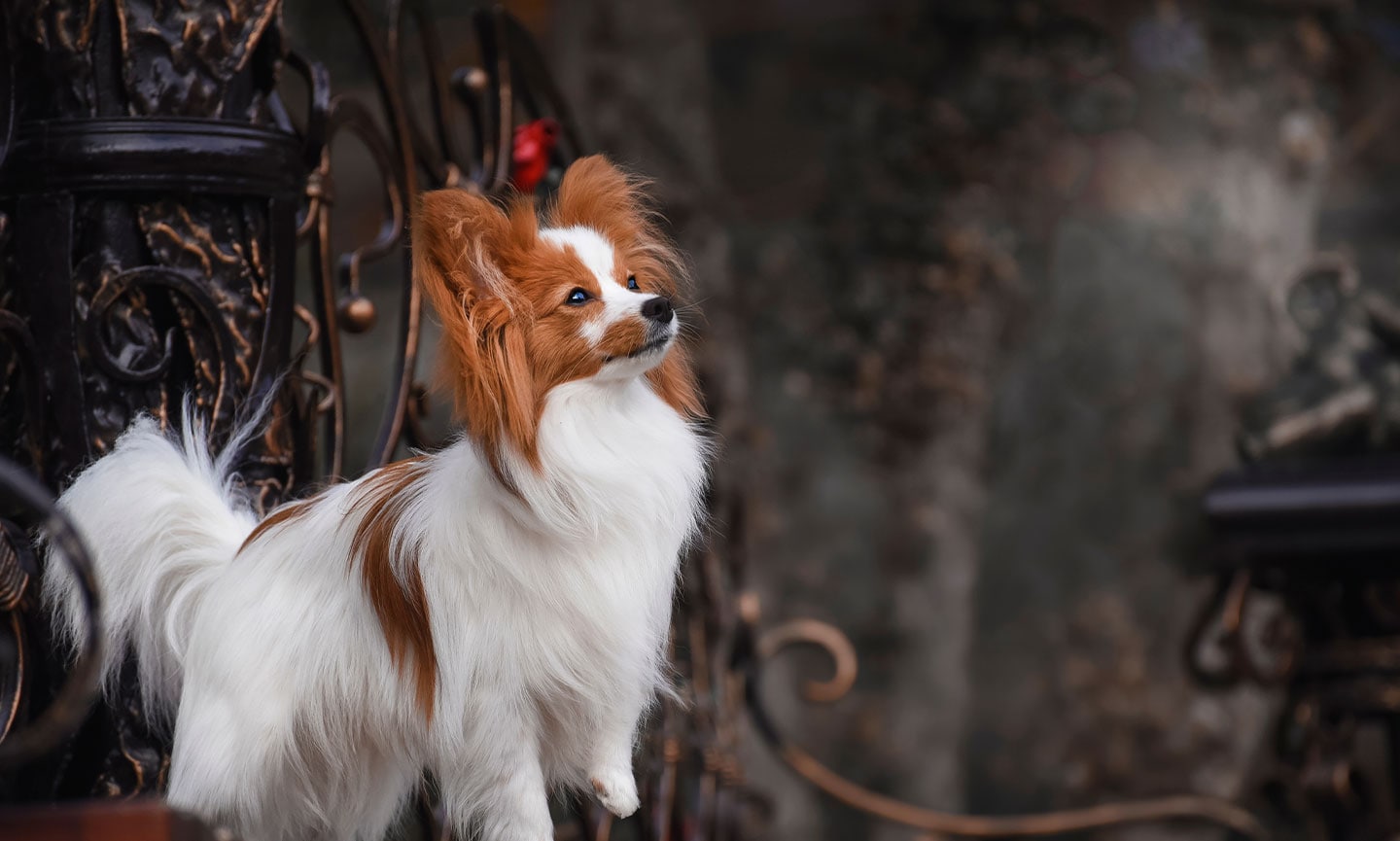 Papillon Dog Wallpapers - Wallpaper Cave