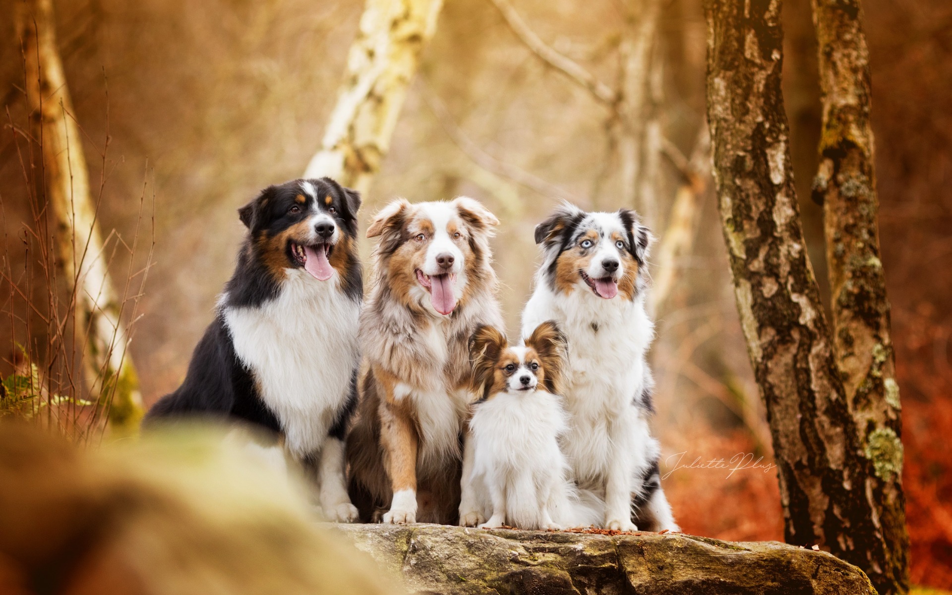 Papillon Dog Wallpapers - Wallpaper Cave