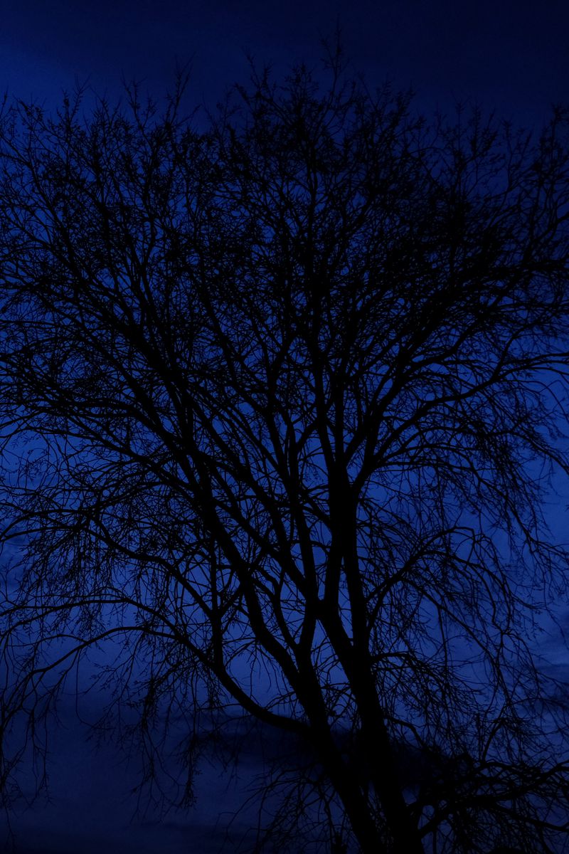 Blue Tree Wallpapers - Wallpaper Cave