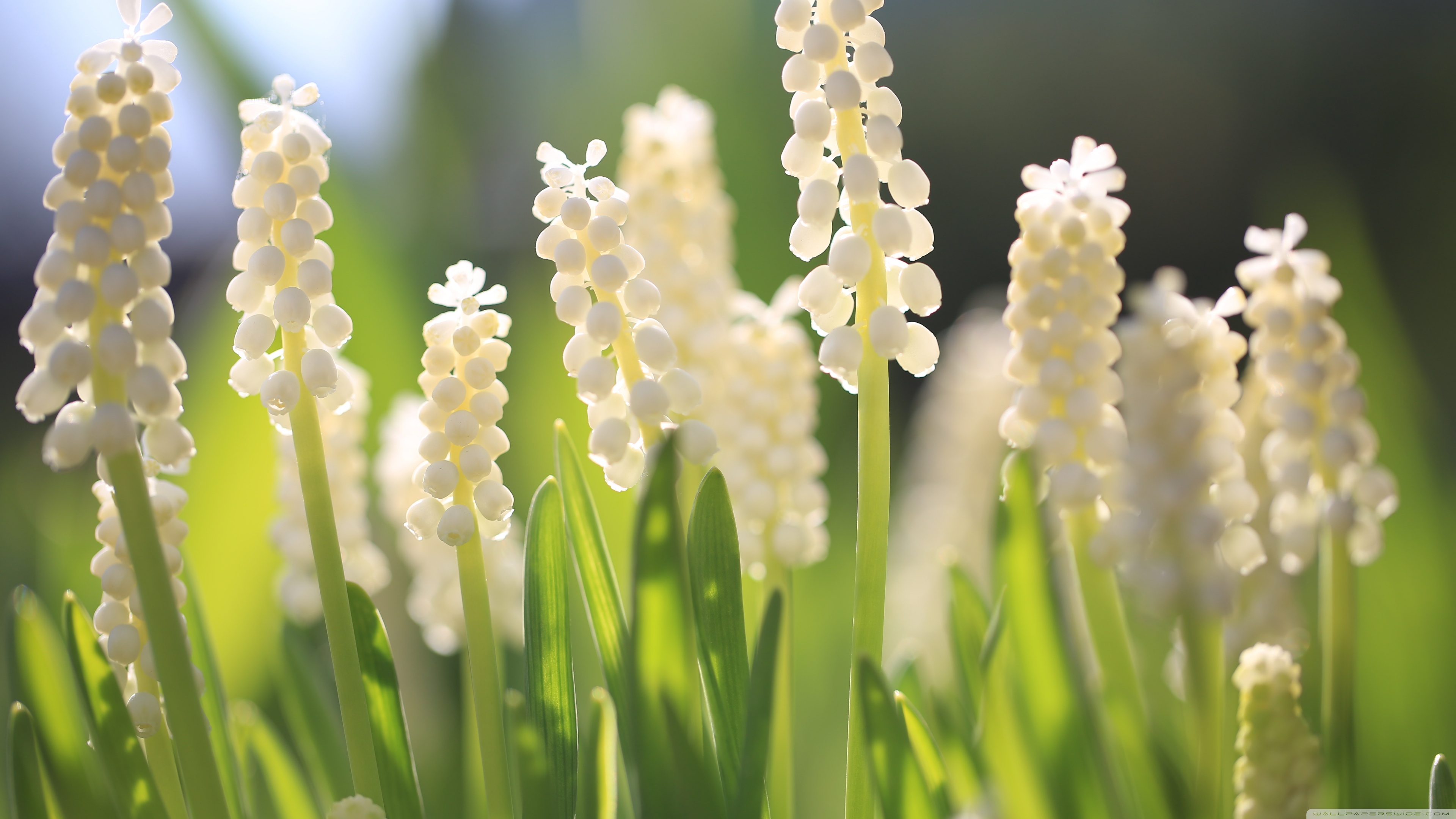 Fresh Flowers Wallpapers - Wallpaper Cave