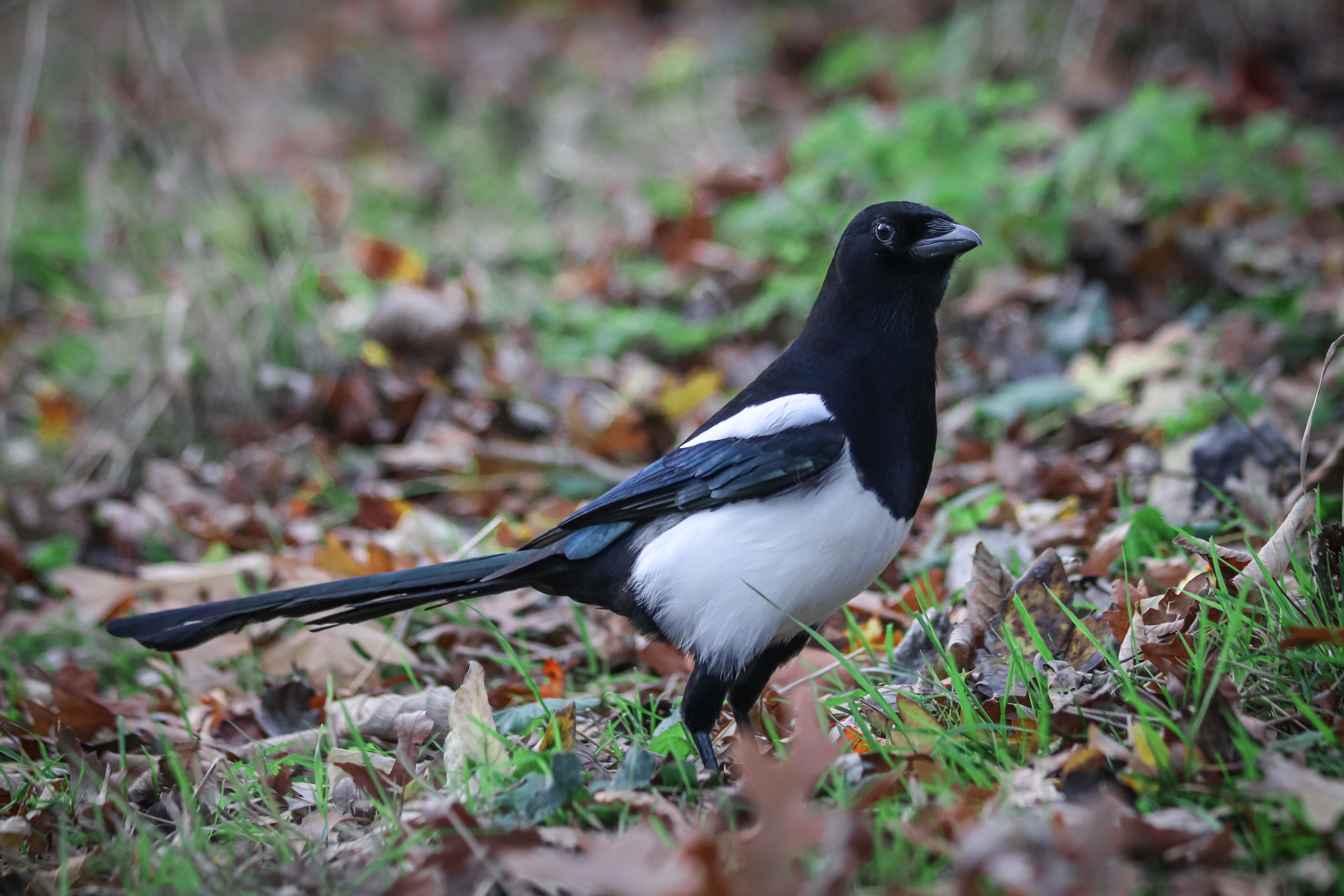 Eurasian Magpie Wallpapers - Wallpaper Cave