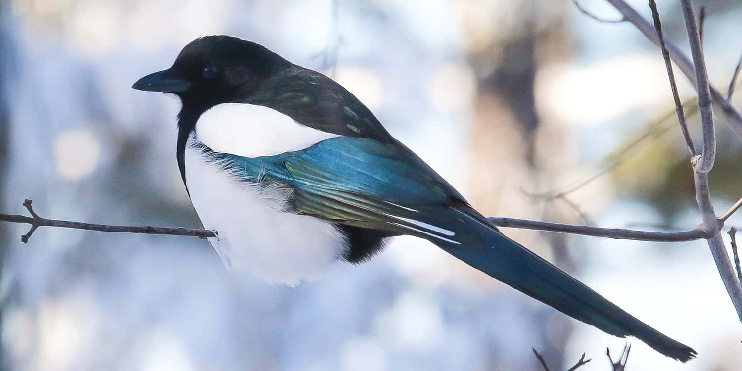 Eurasian Magpie Wallpapers - Wallpaper Cave