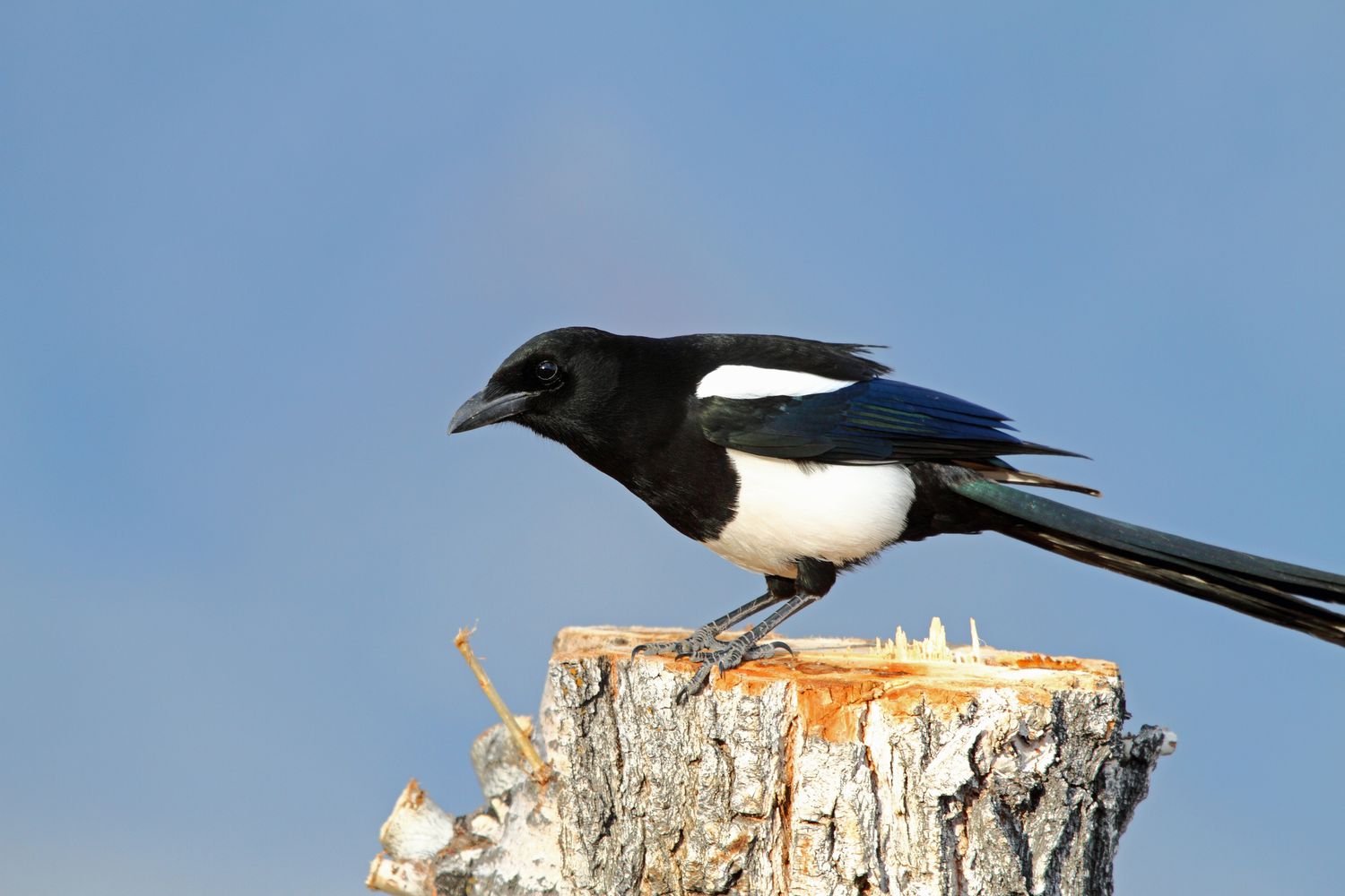 Eurasian Magpie Wallpapers - Wallpaper Cave