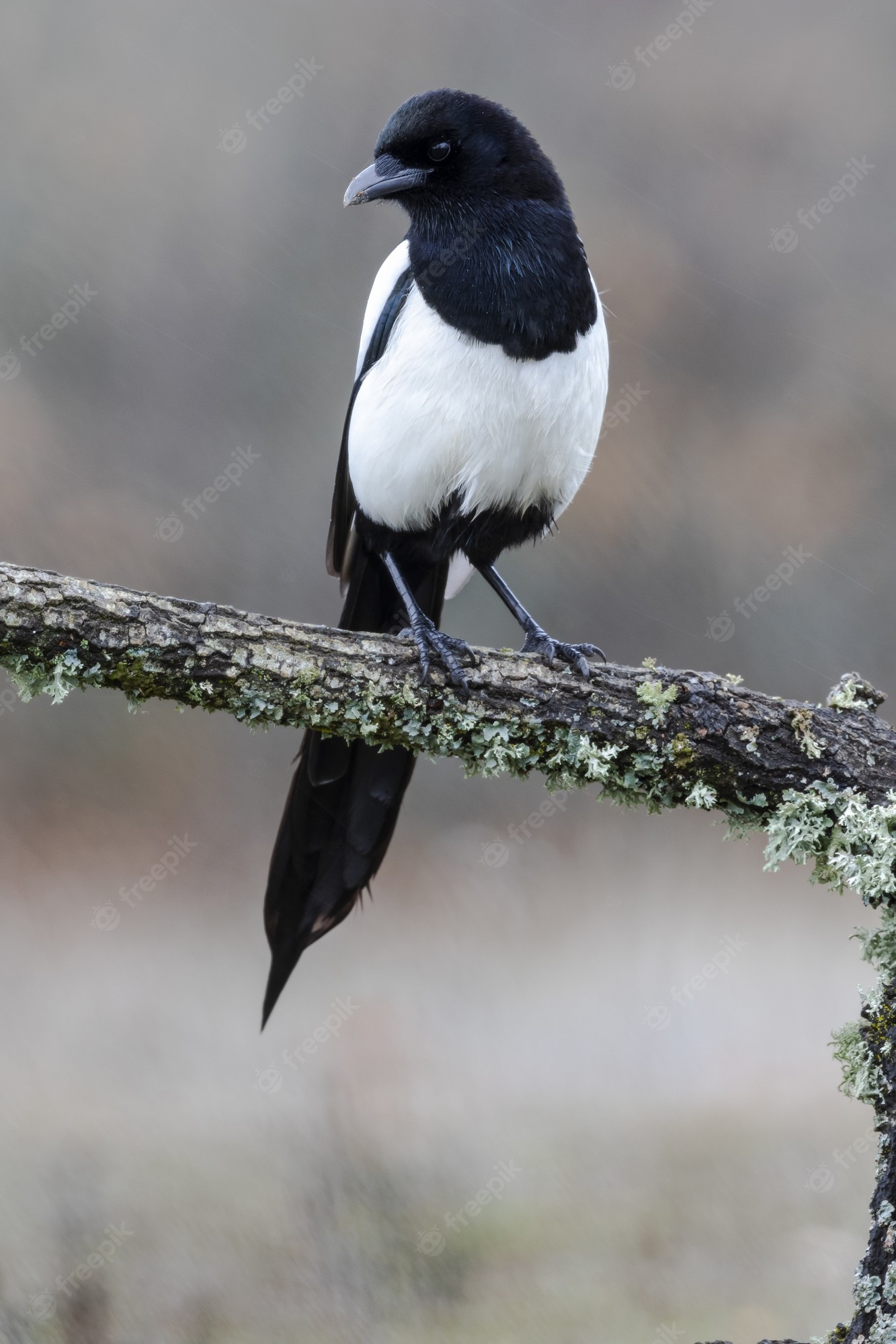 Eurasian Magpie Wallpapers - Wallpaper Cave