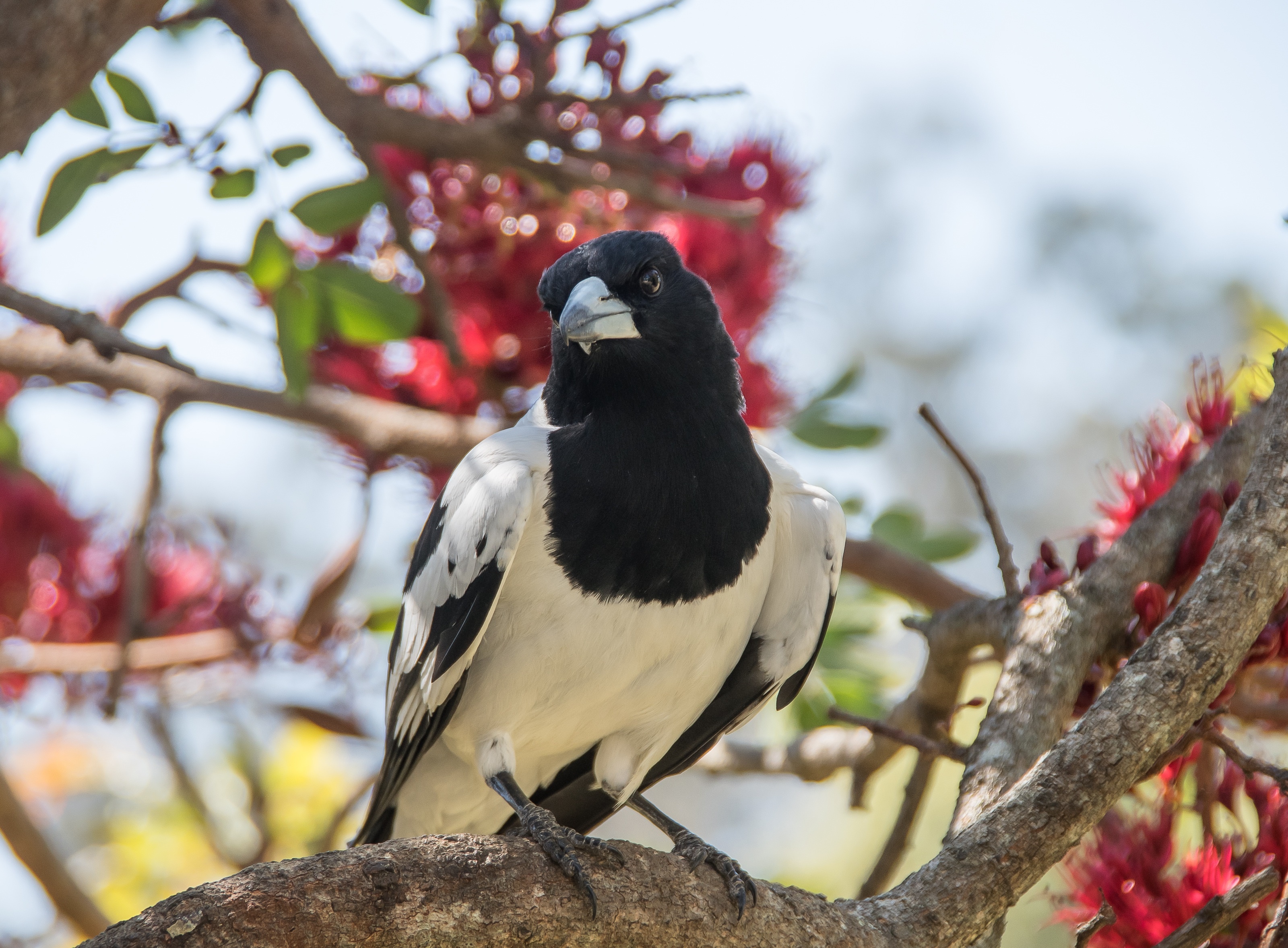 Eurasian Magpie Wallpapers - Wallpaper Cave