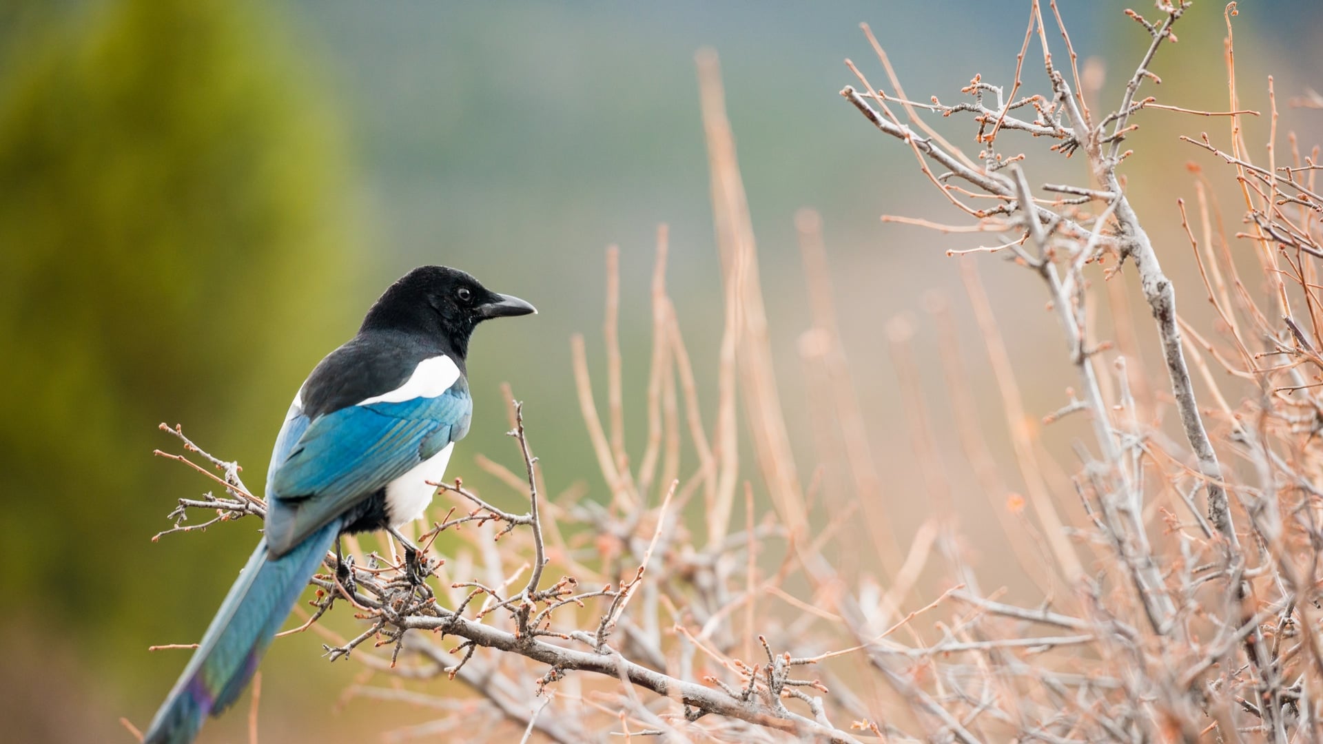 Eurasian Magpie Wallpapers - Wallpaper Cave