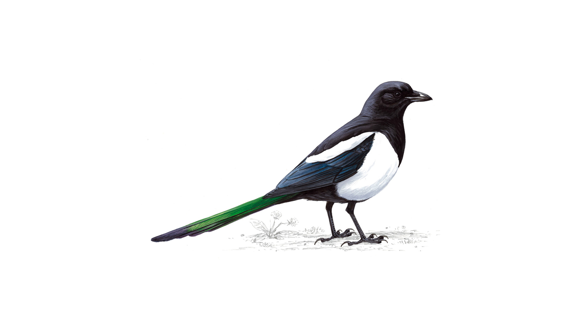 Eurasian Magpie Wallpapers - Wallpaper Cave