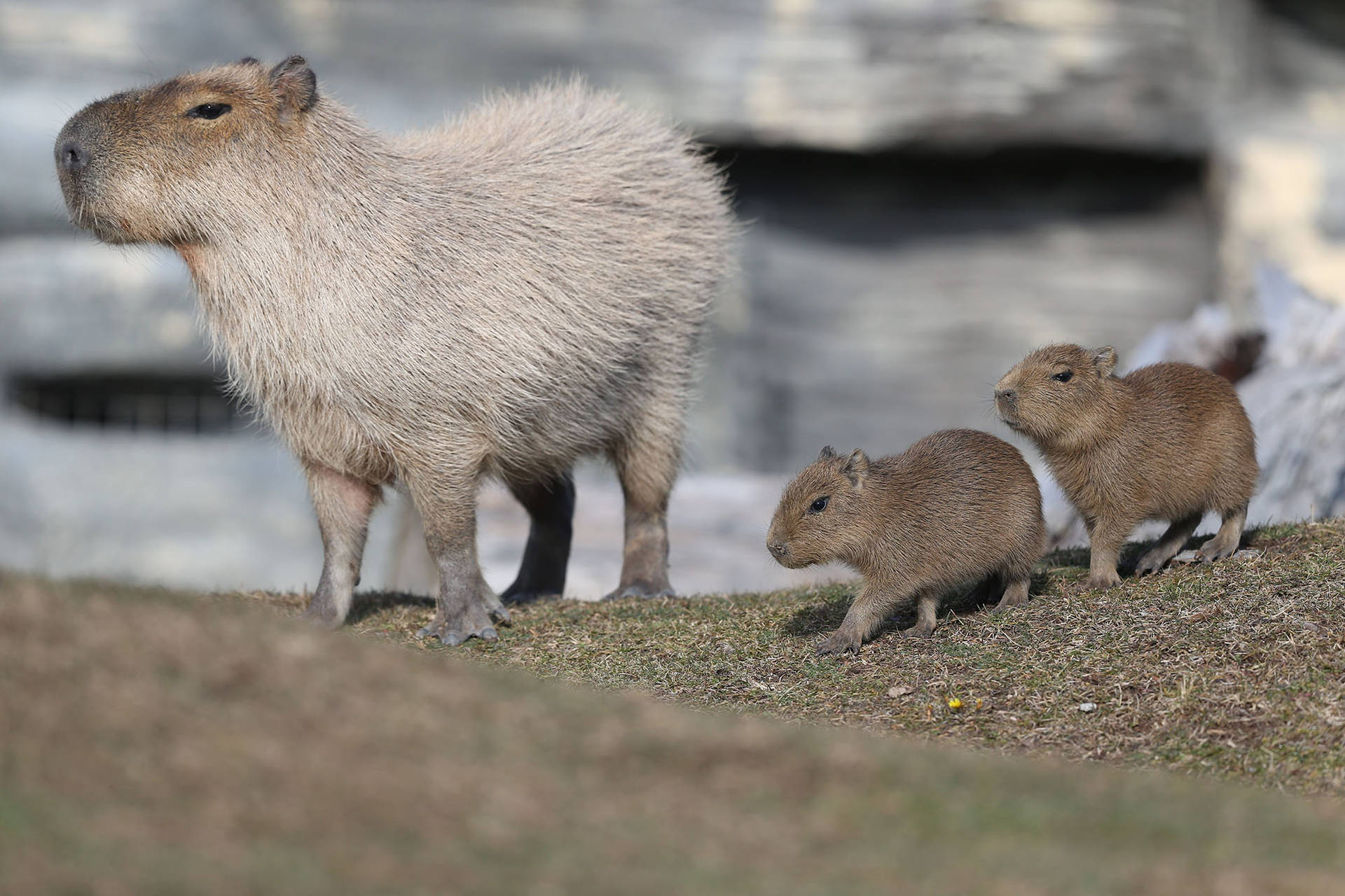 Baby Capybara Wallpapers - Wallpaper Cave