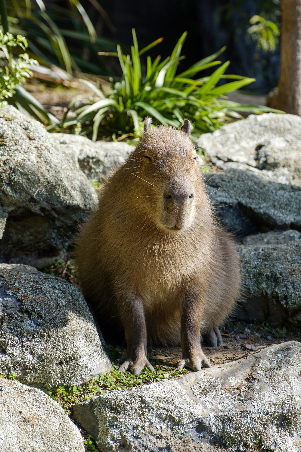Baby Capybara Wallpapers - Wallpaper Cave