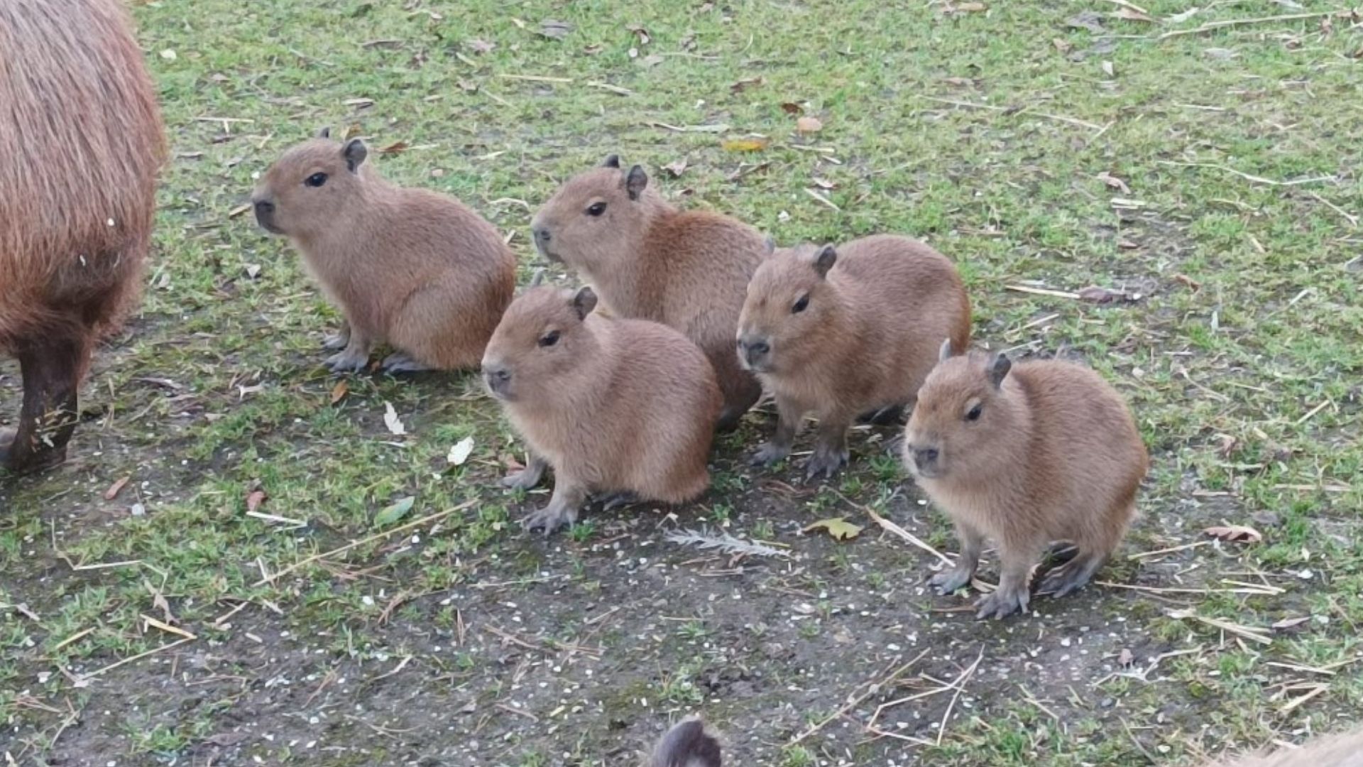 Baby Capybara Wallpapers - Wallpaper Cave
