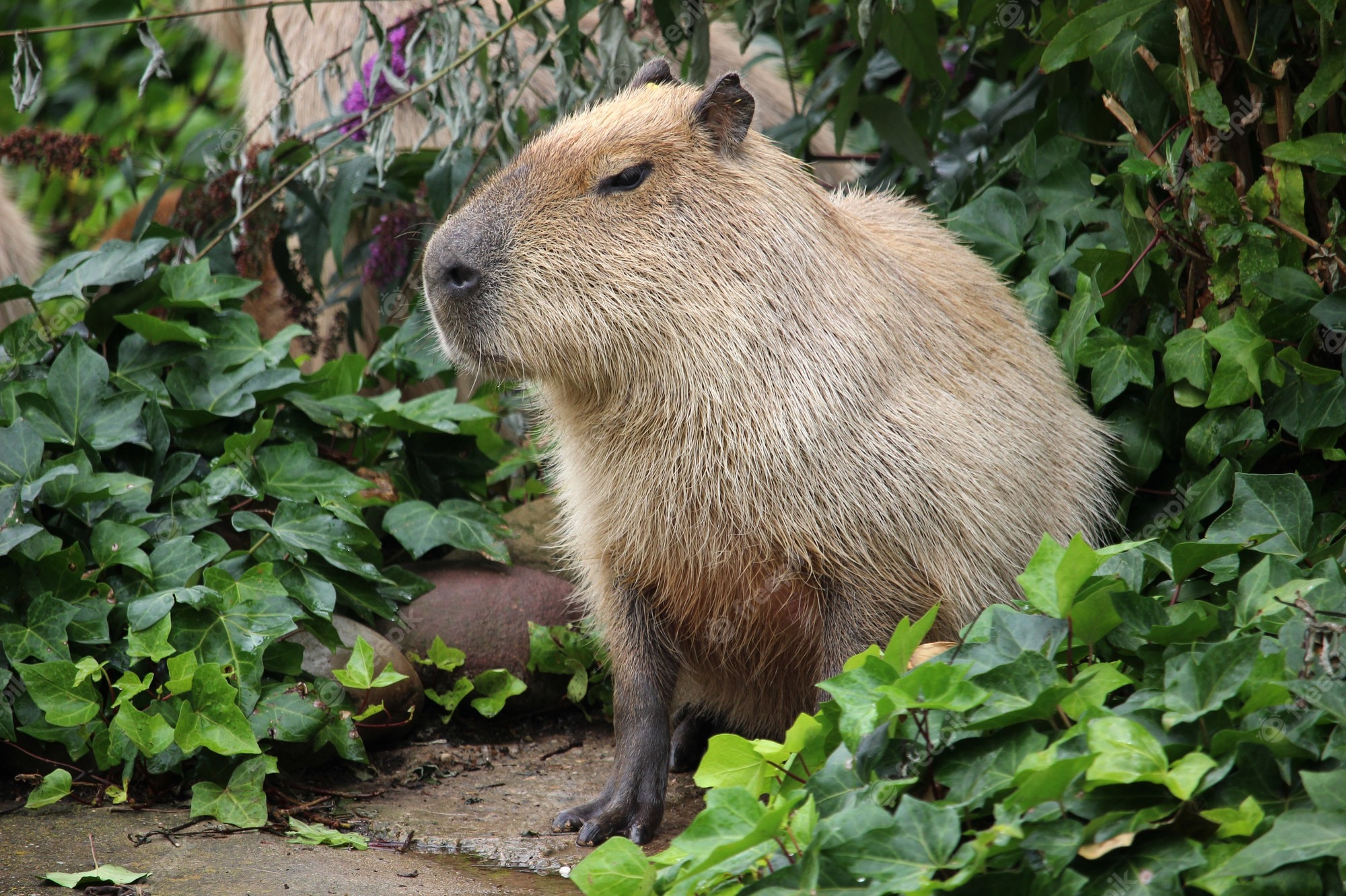 Baby Capybara Wallpapers - Wallpaper Cave