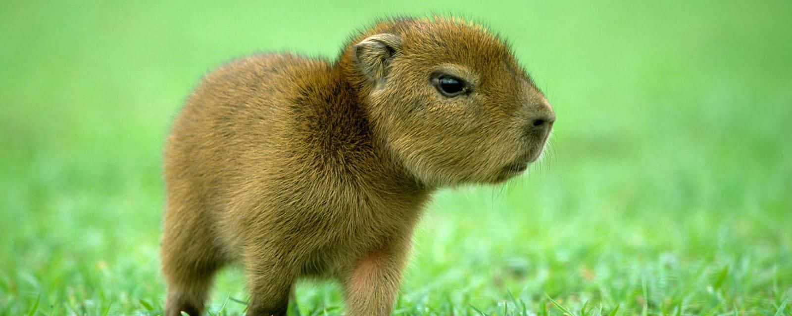 Baby Capybara Wallpapers - Wallpaper Cave