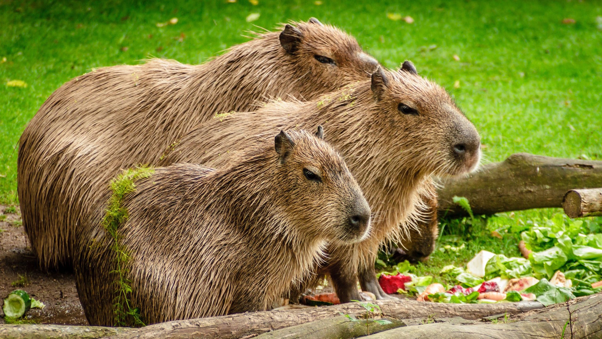 Baby Capybara Wallpapers - Wallpaper Cave
