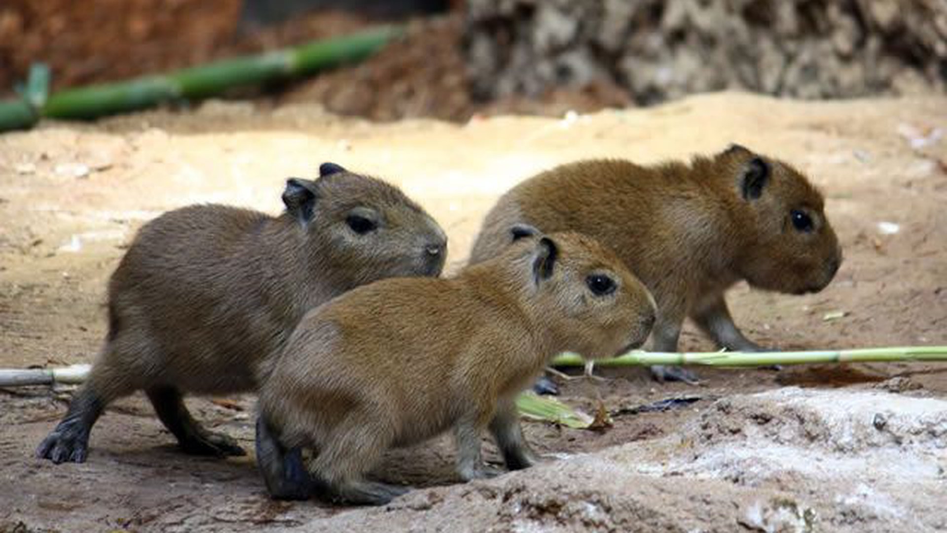 Baby Capybara Wallpapers - Wallpaper Cave