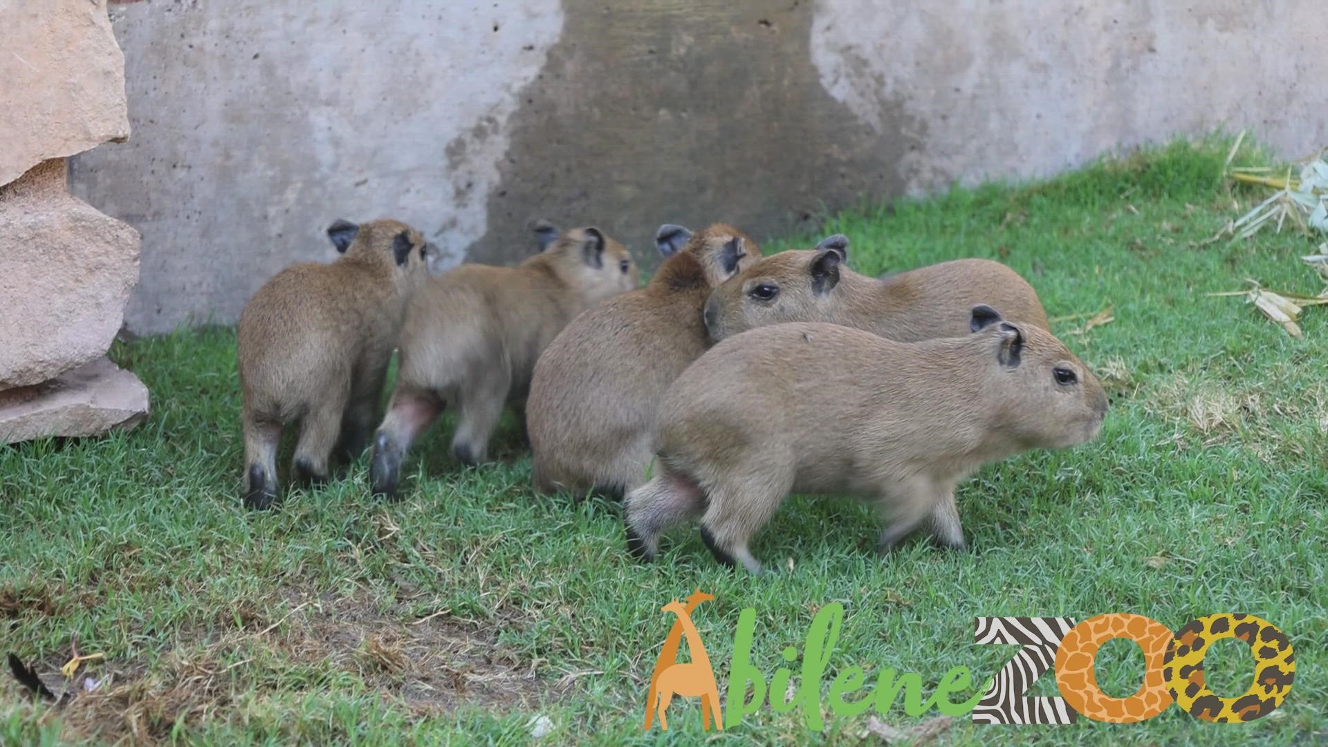 Baby Capybara Wallpapers - Wallpaper Cave