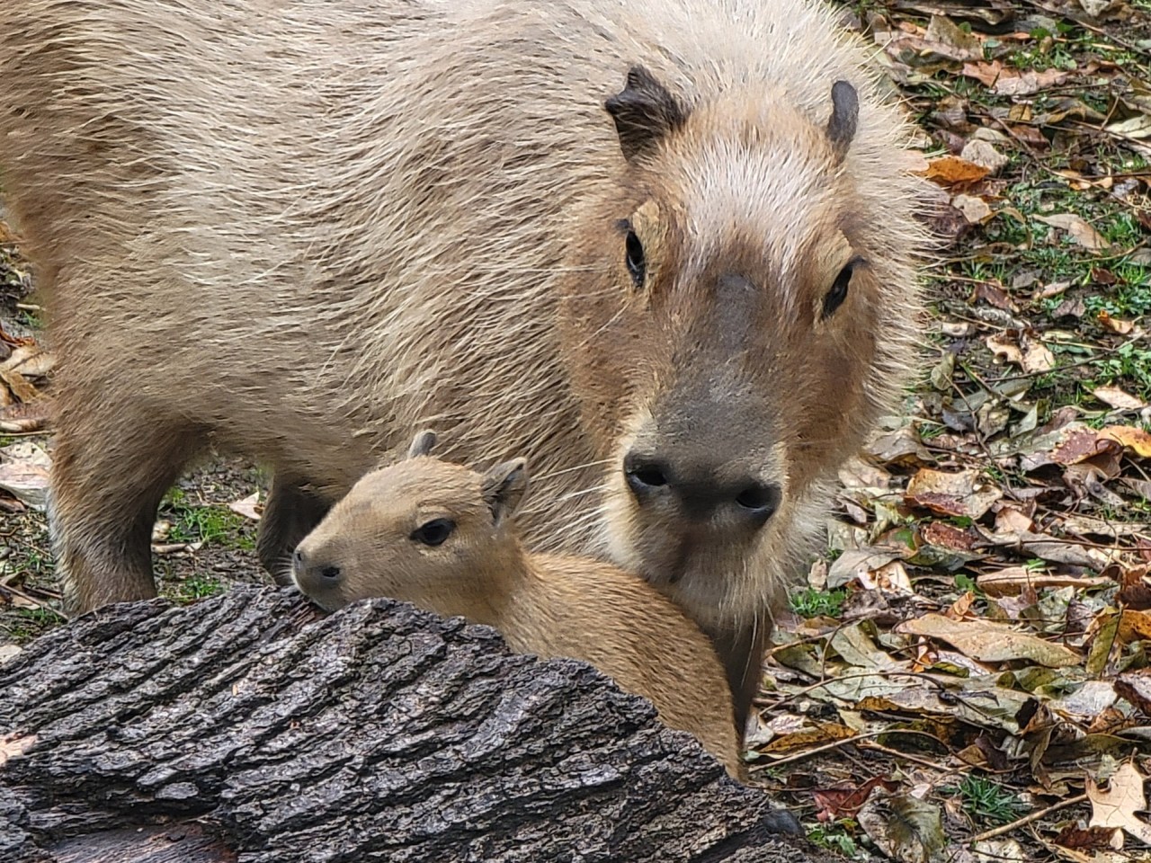 Baby Capybara Wallpapers - Wallpaper Cave