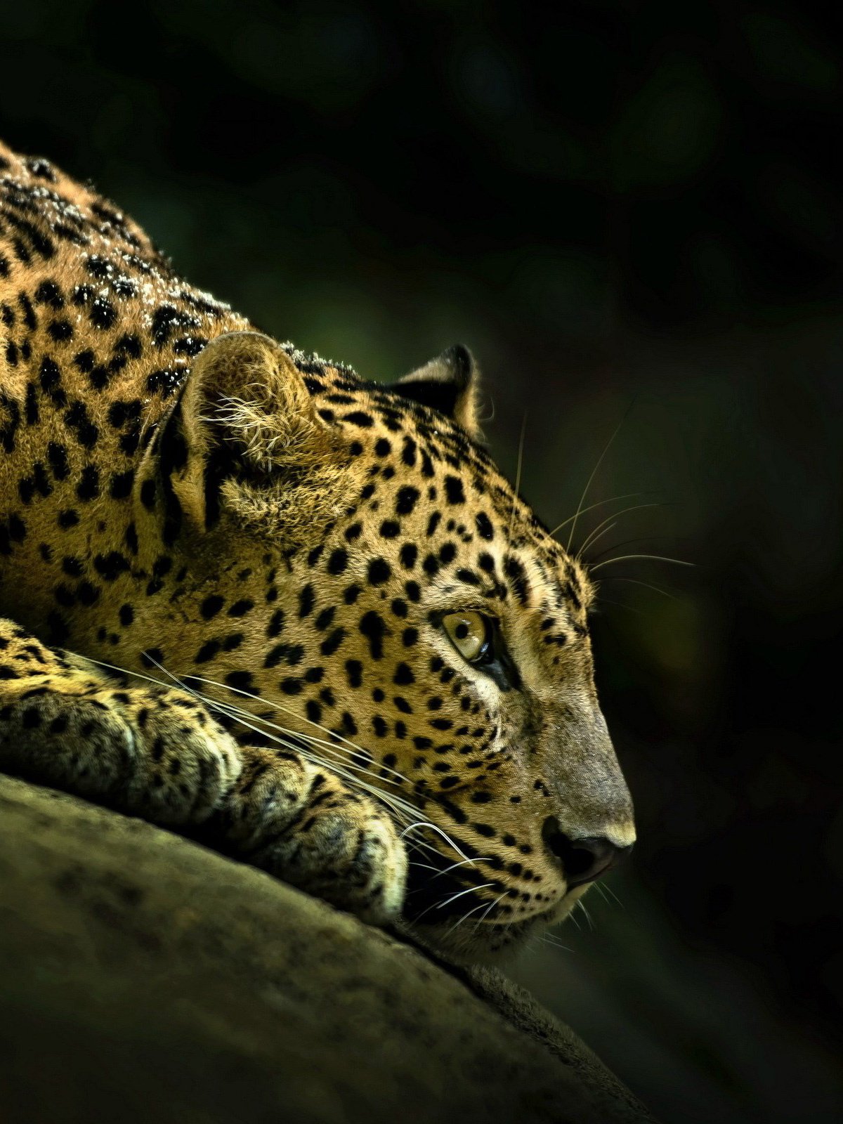Leopard Mobile Wallpapers - Wallpaper Cave