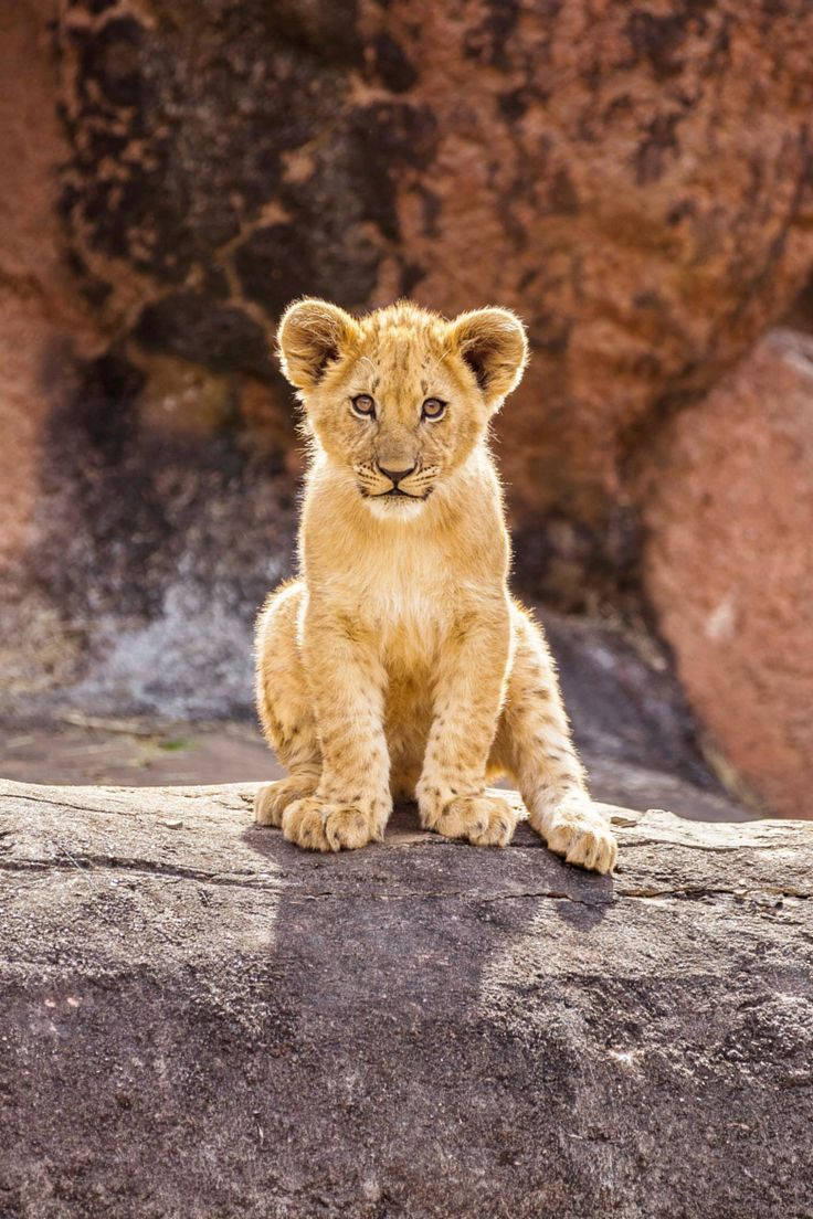 Small Lion Wallpapers - Wallpaper Cave