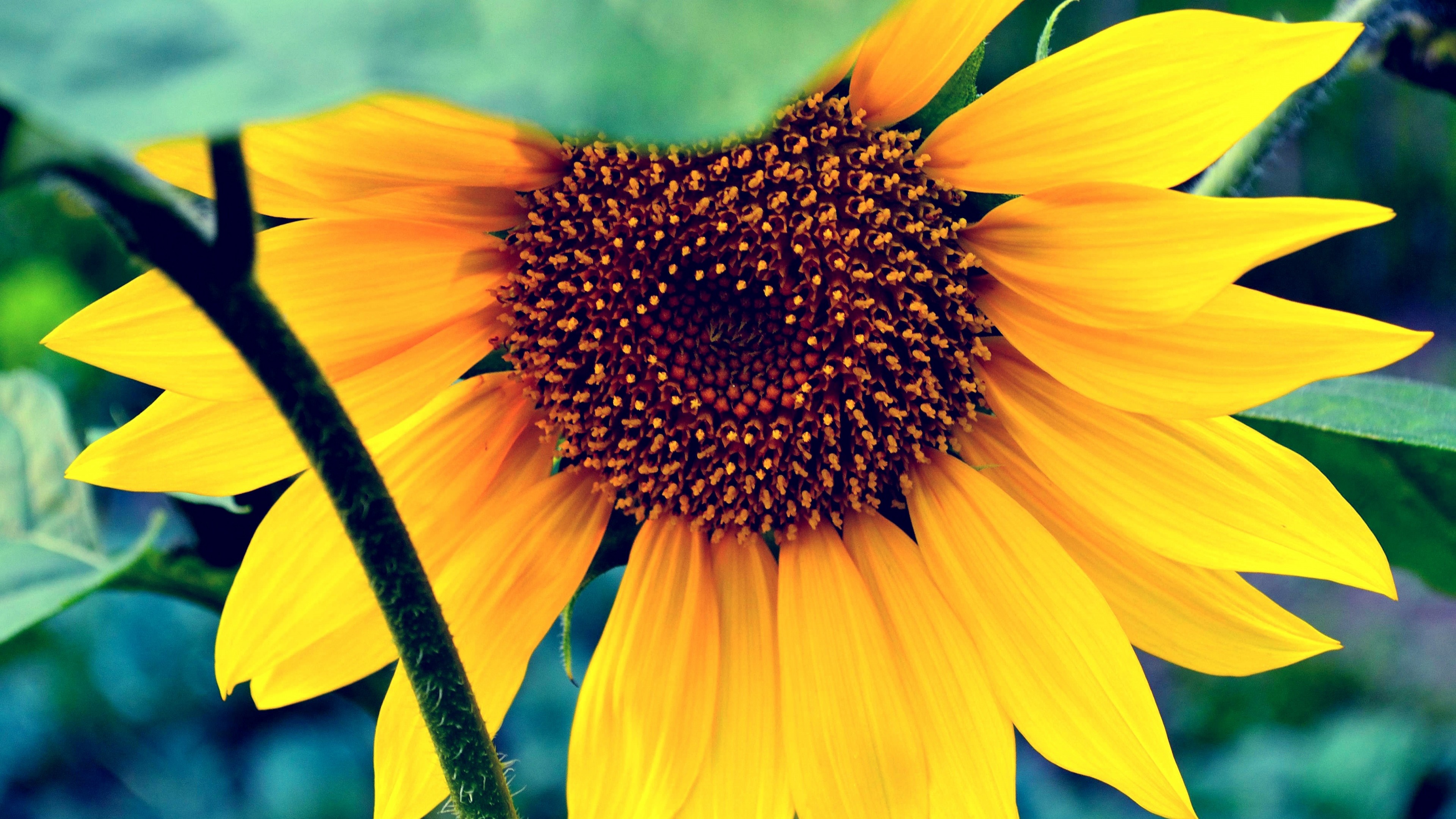 4k Sunflowers Wallpapers - Wallpaper Cave