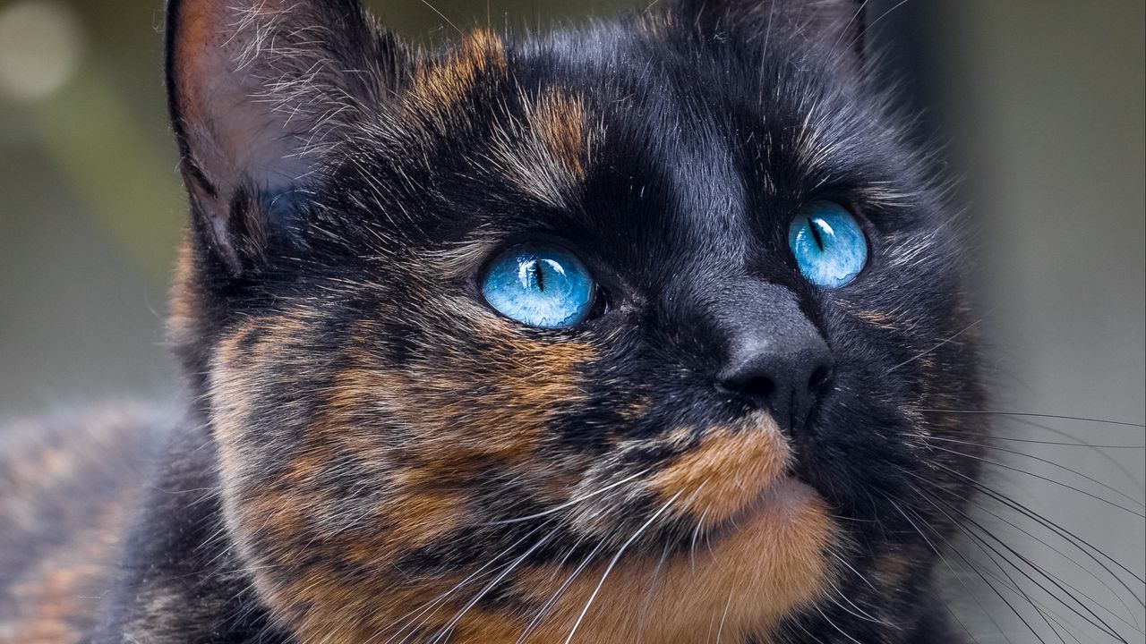 Dark Tortoiseshell Cat Wallpapers - Wallpaper Cave