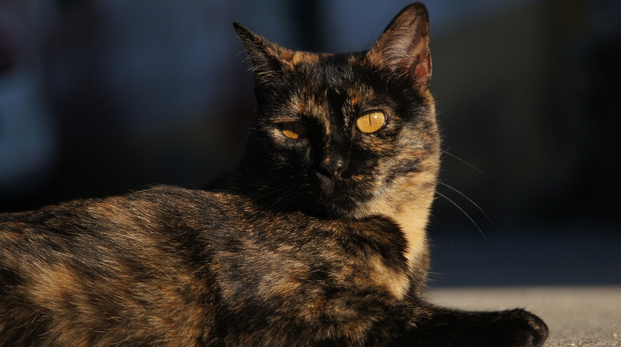 Dark Tortoiseshell Cat Wallpapers - Wallpaper Cave