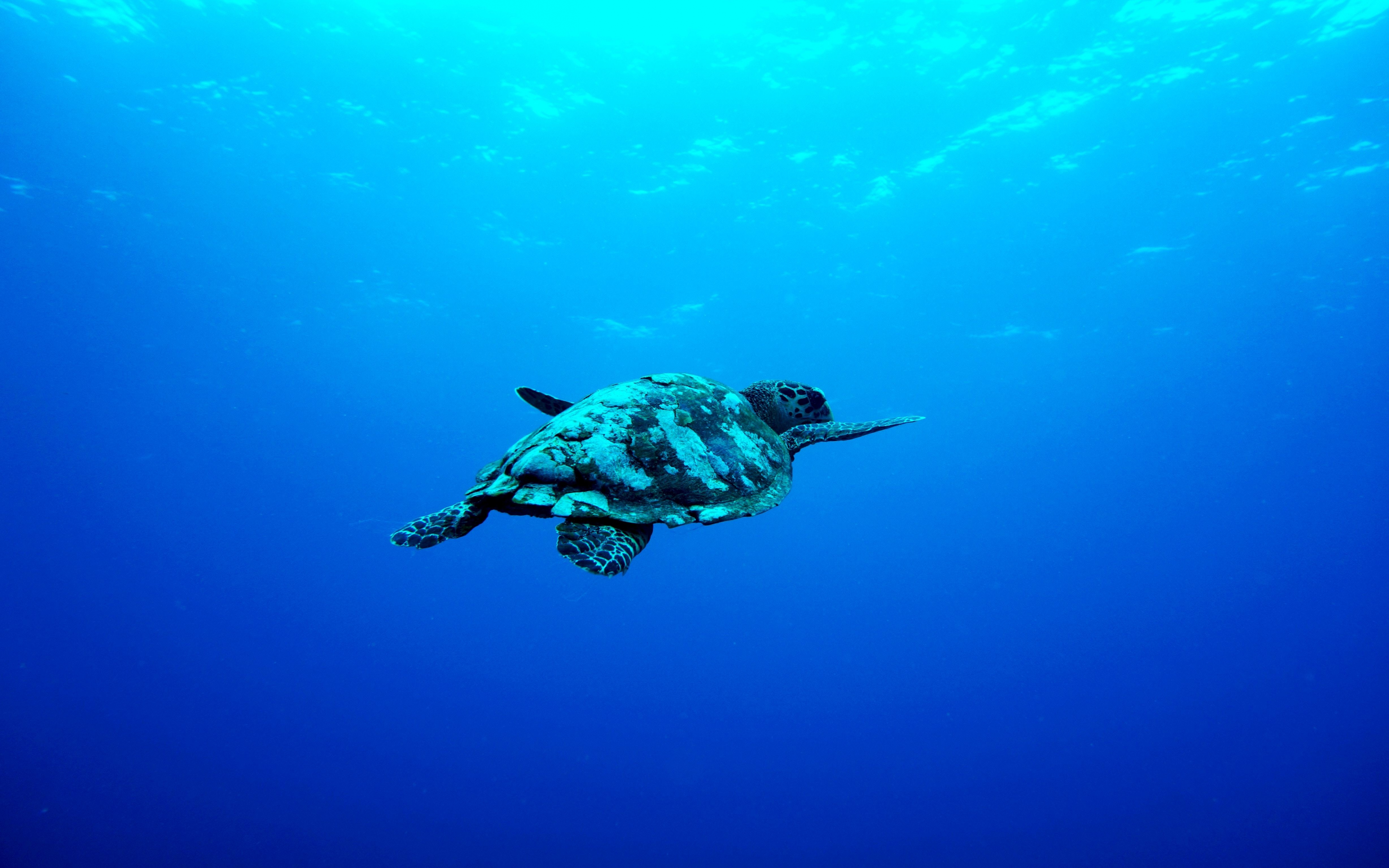 Sea Turtle 4k Wallpapers - Wallpaper Cave