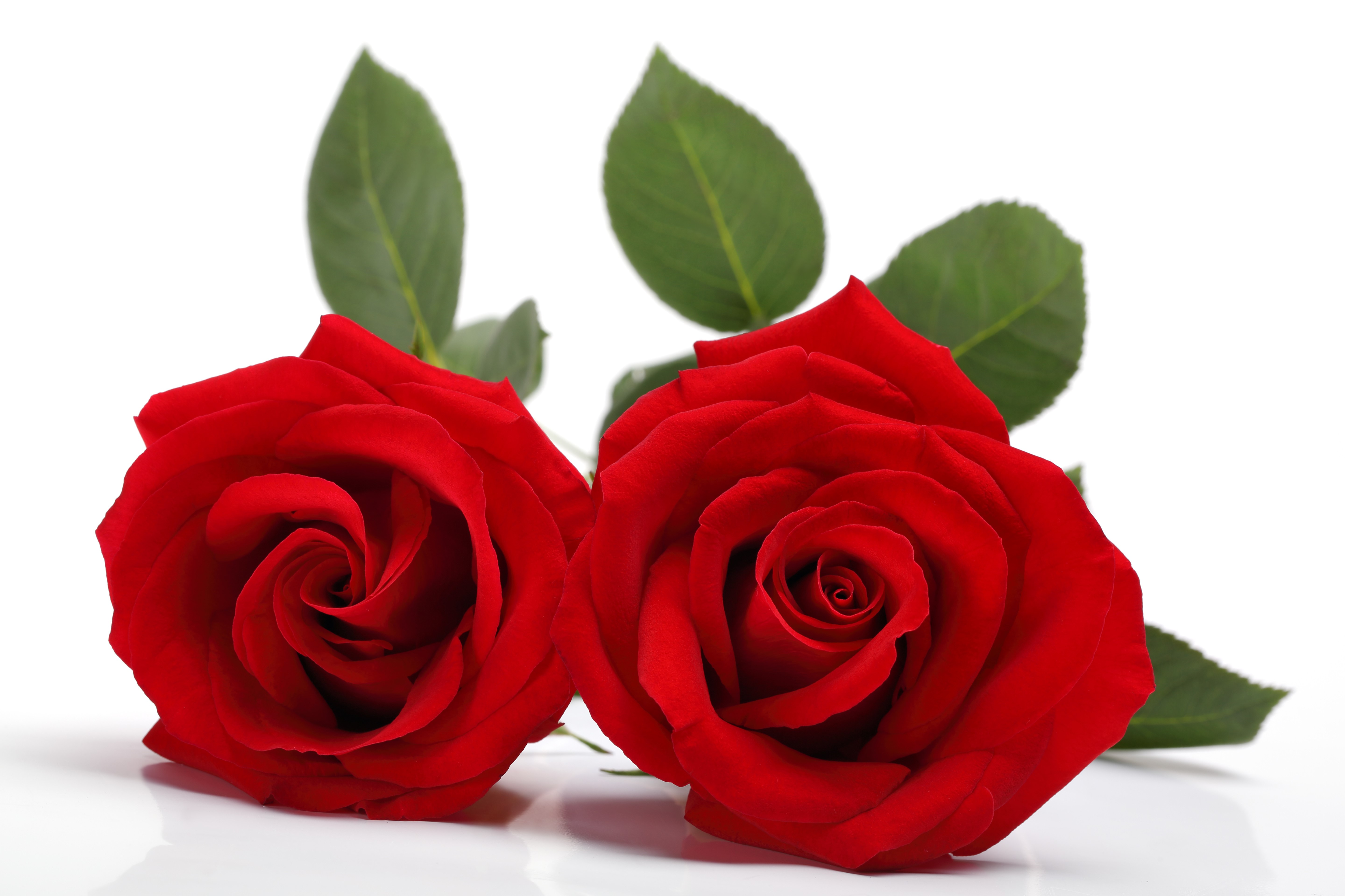 White And Red Roses 4k Wallpapers - Wallpaper Cave