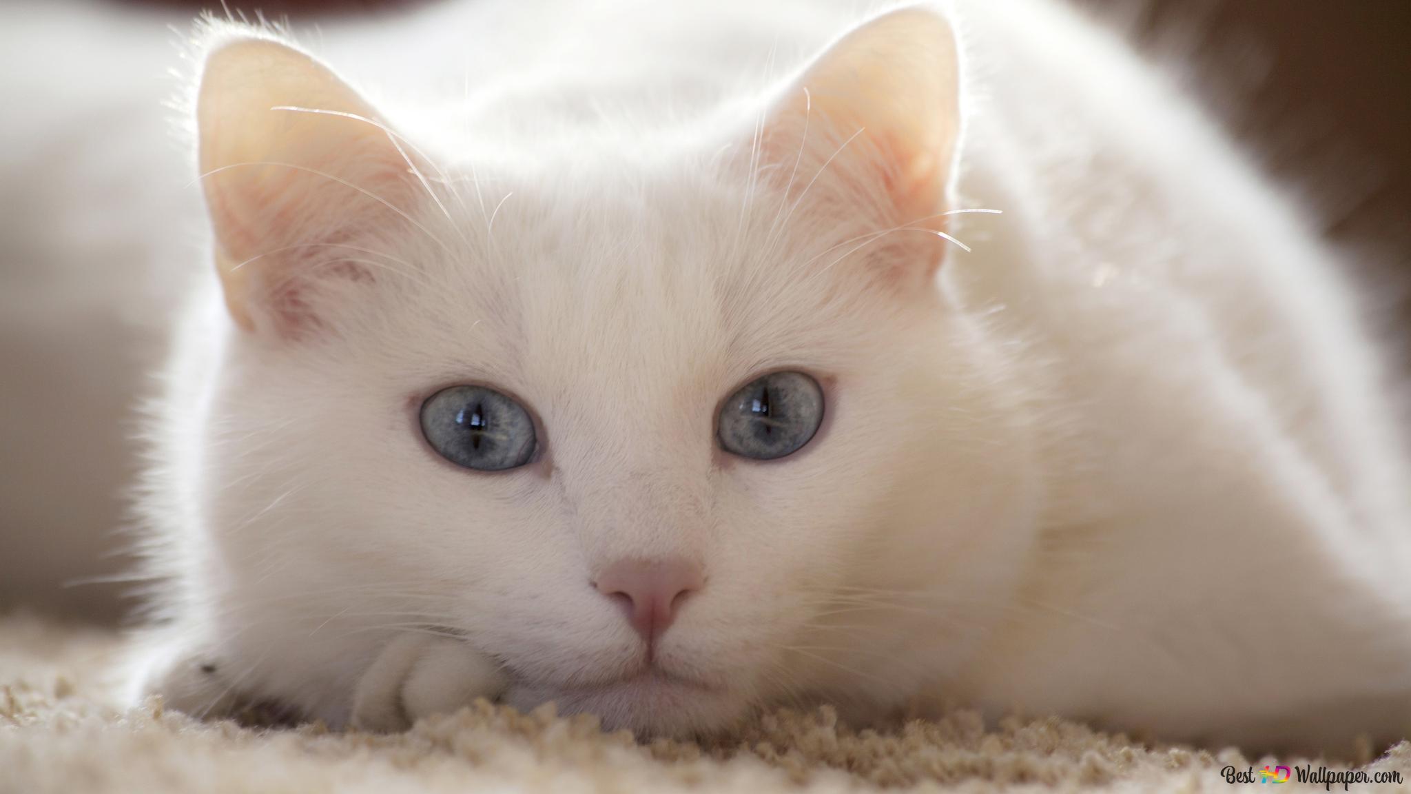 Turkish Angora Wallpapers - Wallpaper Cave