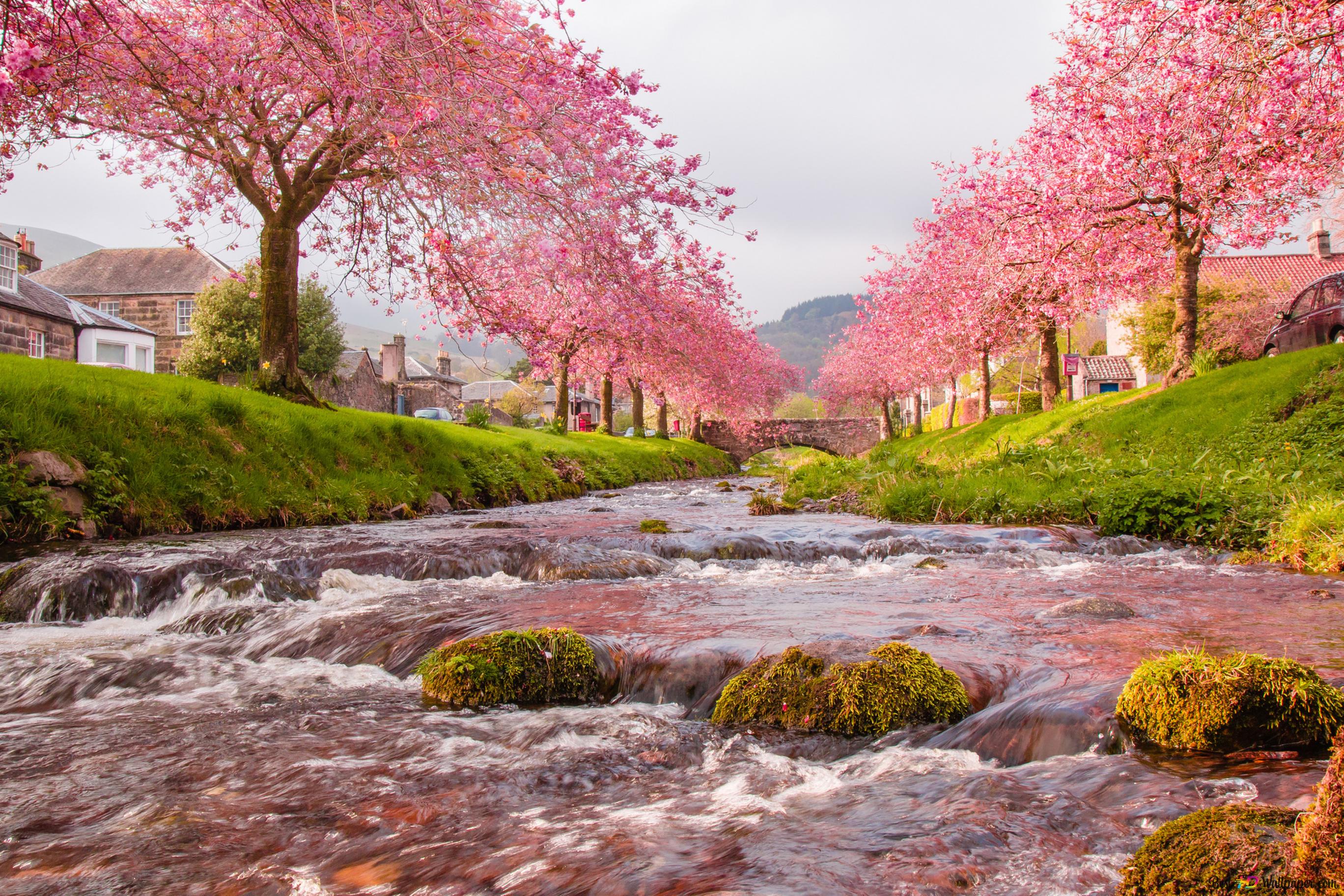 4k Sakura Tree Wallpapers - Wallpaper Cave