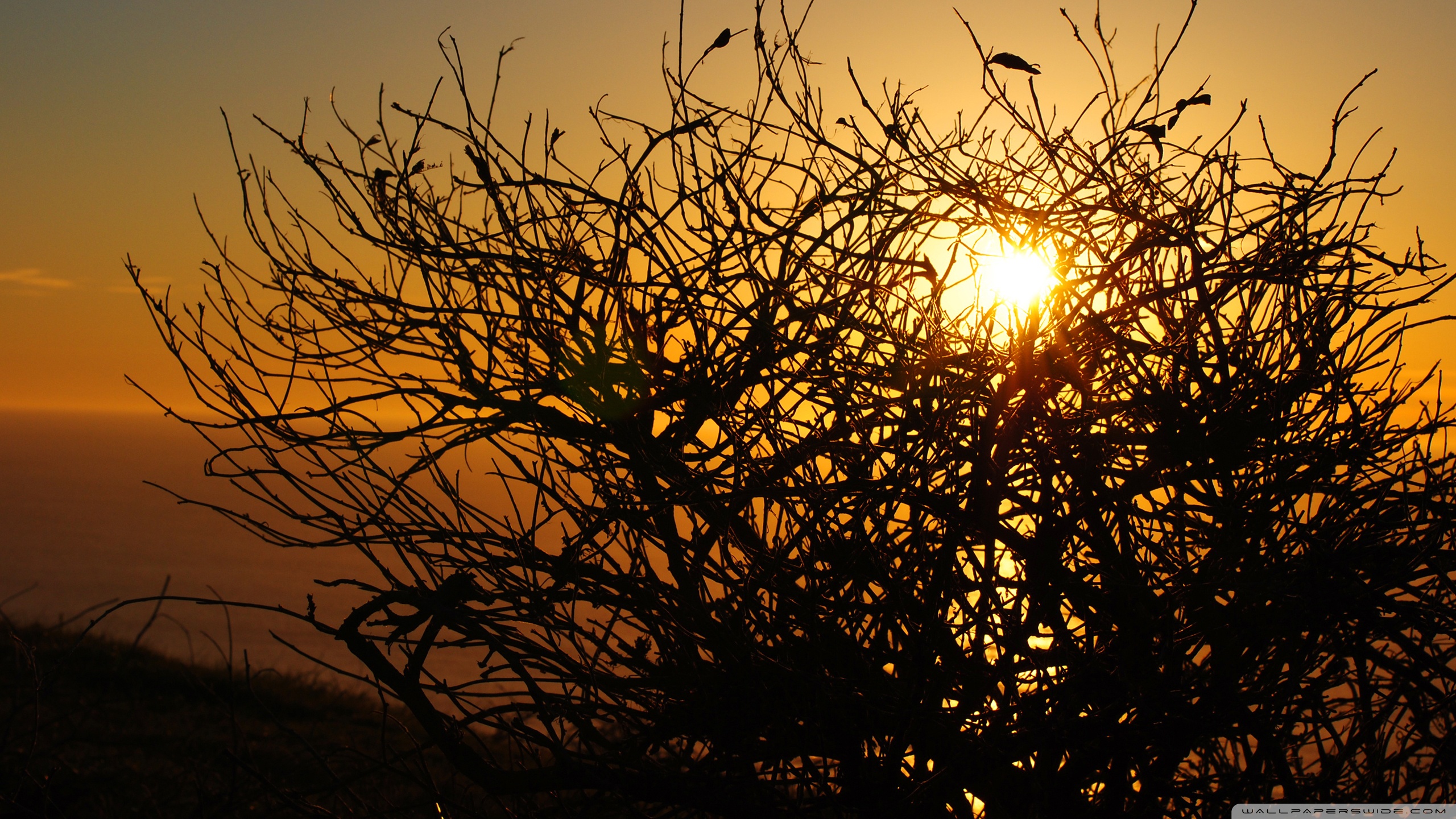 Burning Tree Wallpapers - Wallpaper Cave