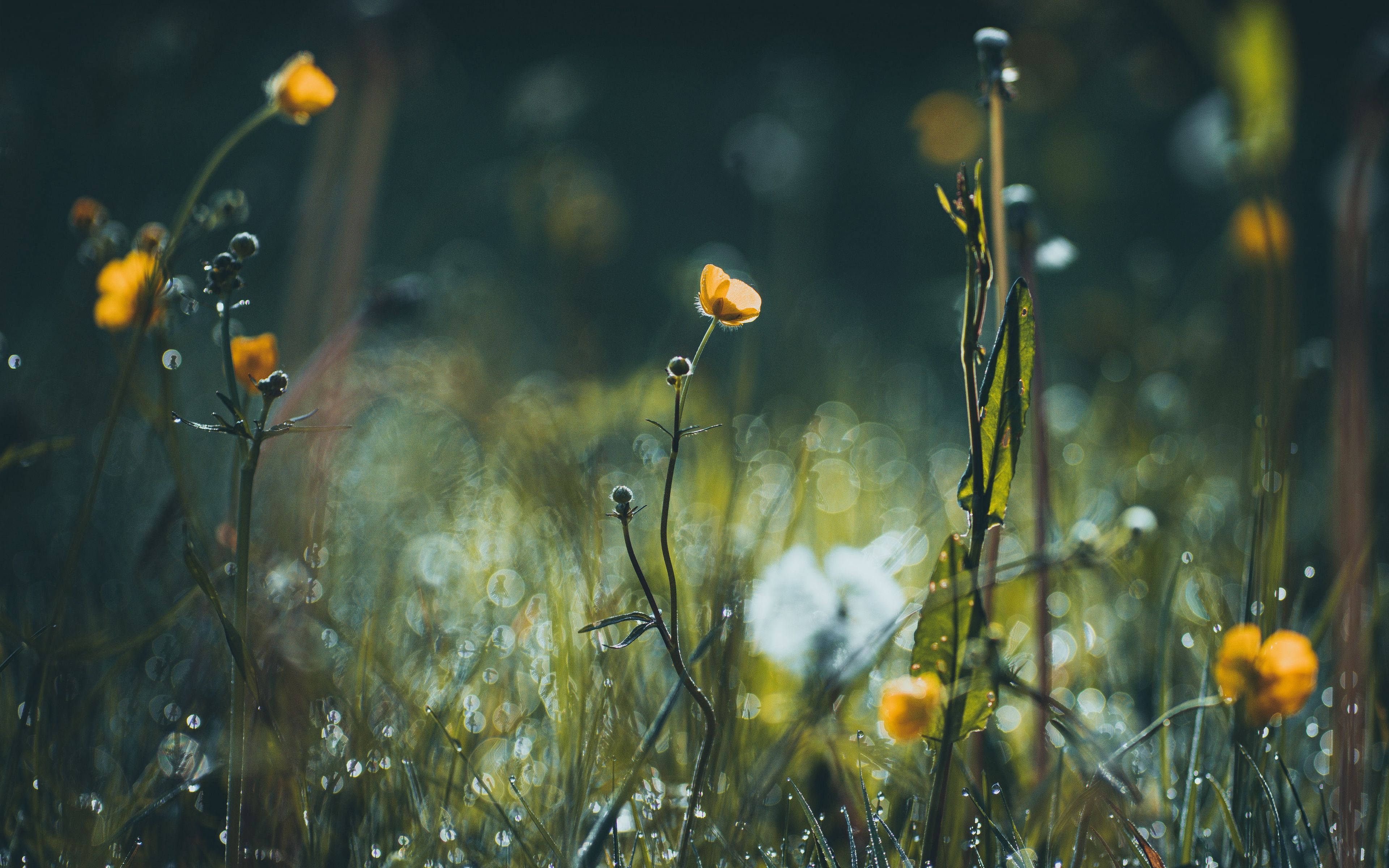 Meadow 4k Wallpapers - Wallpaper Cave