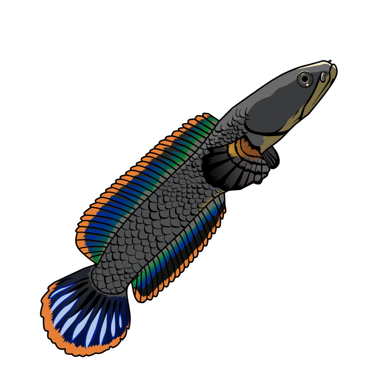 Channa Fish Wallpapers - Wallpaper Cave