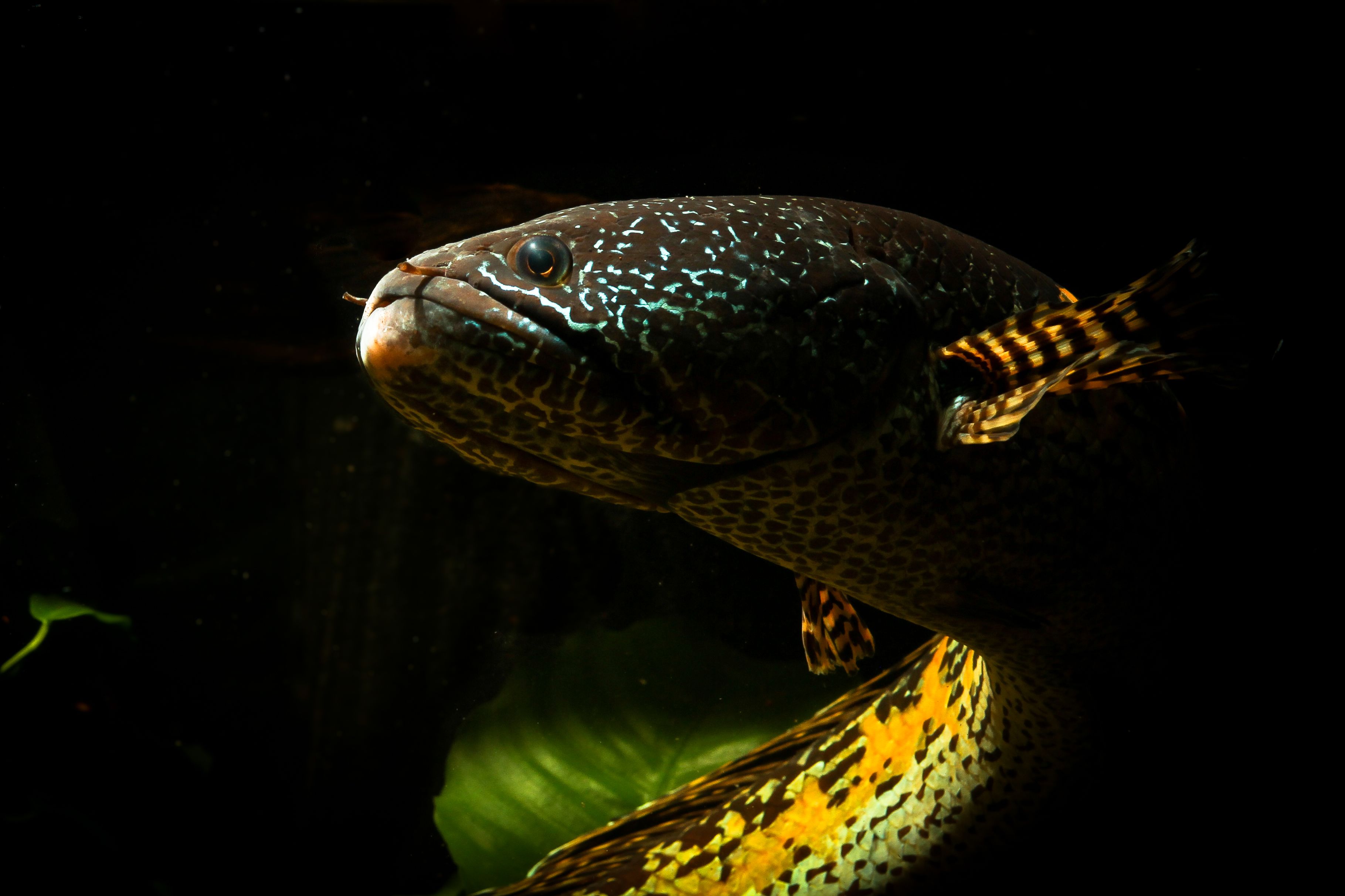 Channa Fish Wallpapers - Wallpaper Cave