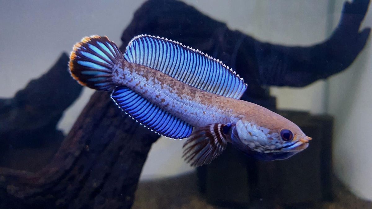 Channa Fish Wallpapers - Wallpaper Cave