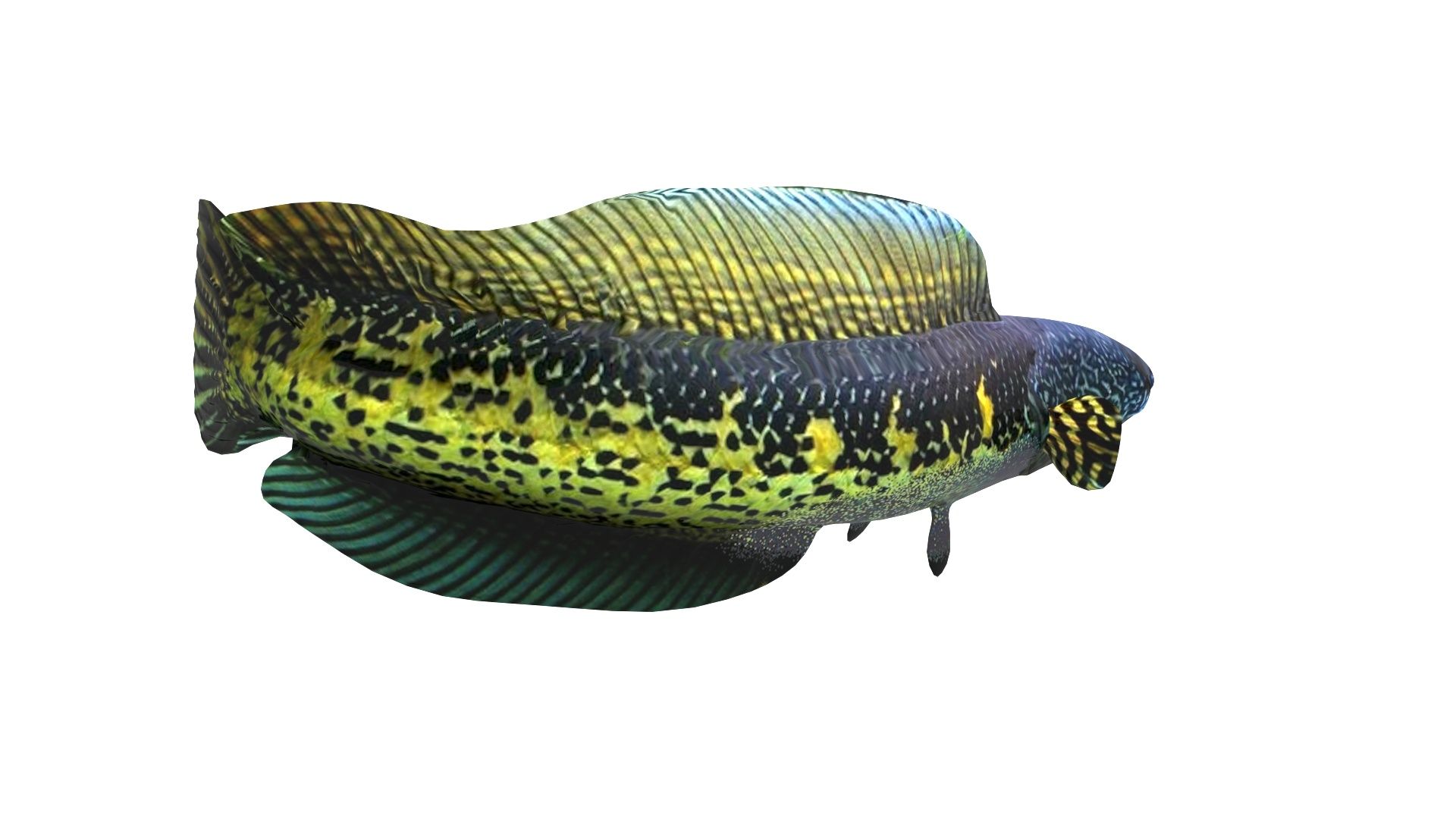 Channa Fish Wallpapers - Wallpaper Cave