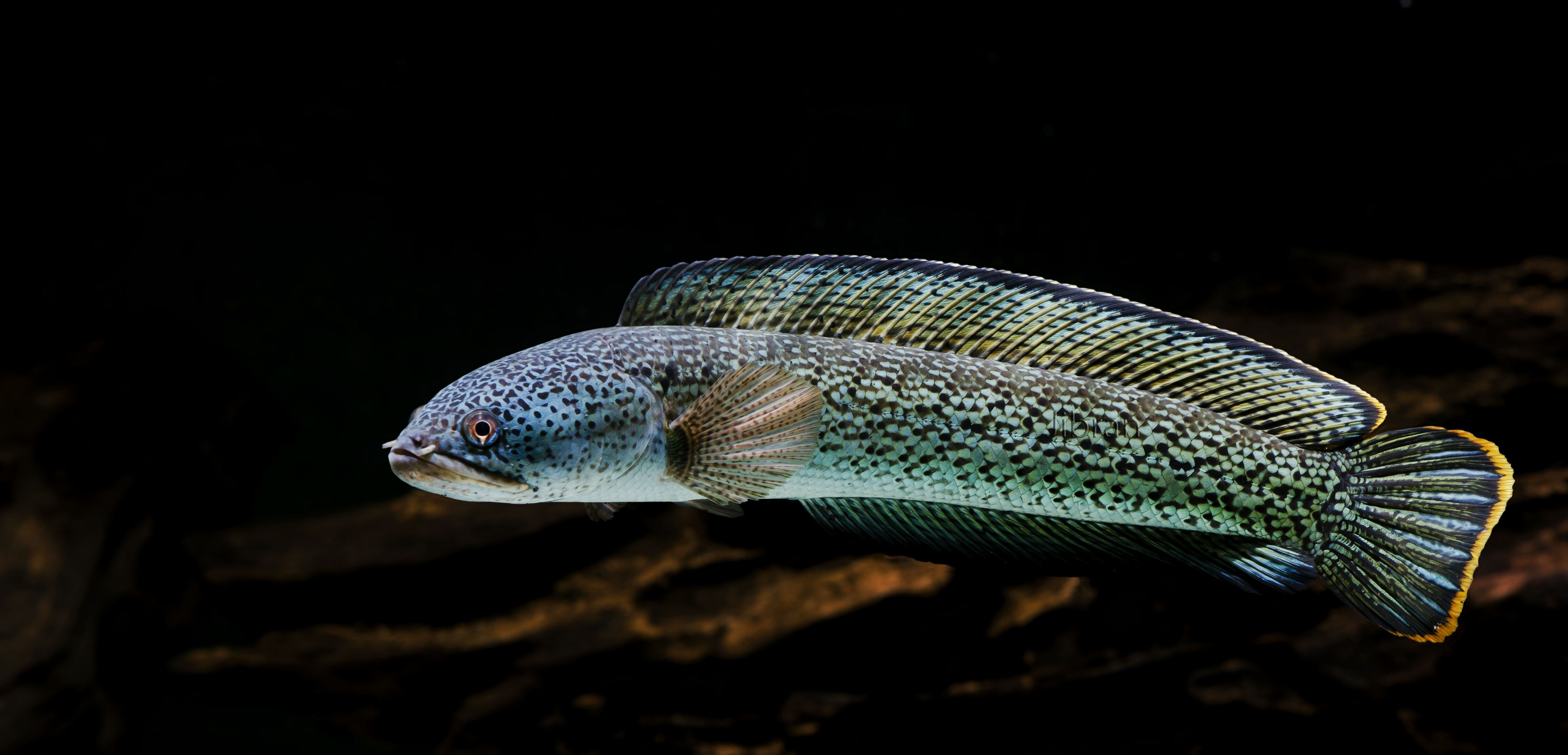 Channa Fish Wallpapers - Wallpaper Cave