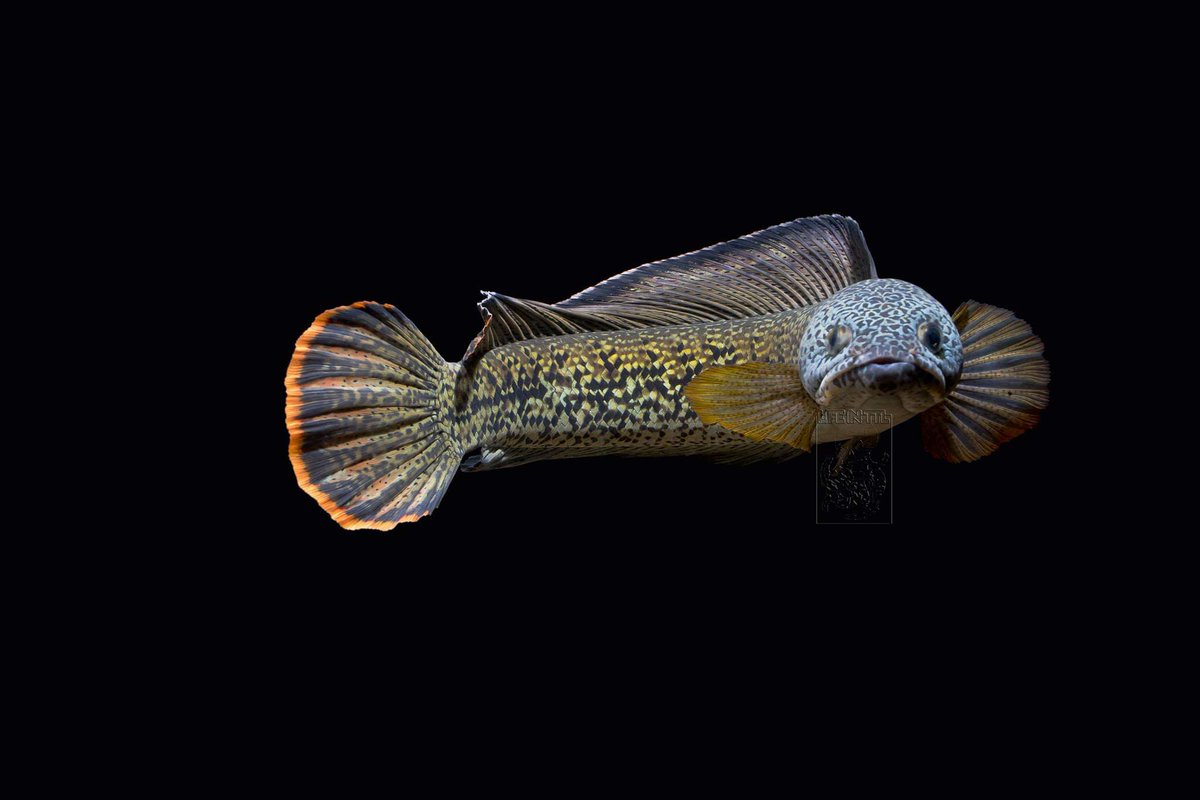 Channa Fish Wallpapers - Wallpaper Cave