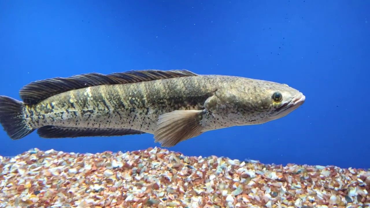 Channa Fish Wallpapers - Wallpaper Cave